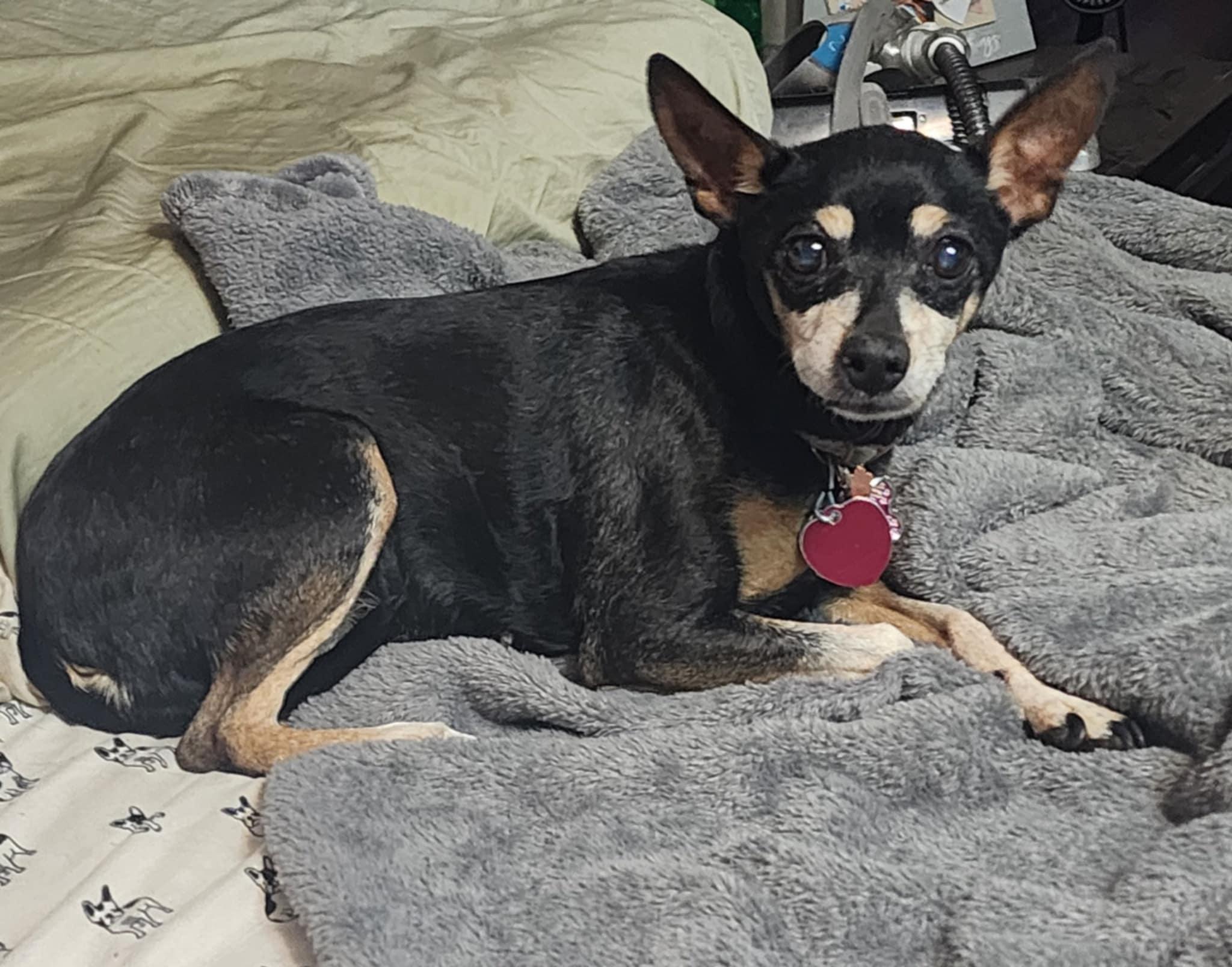 Dog for adoption - Tinkerbelle, a Miniature Pinscher Mix in Hazelwood ...
