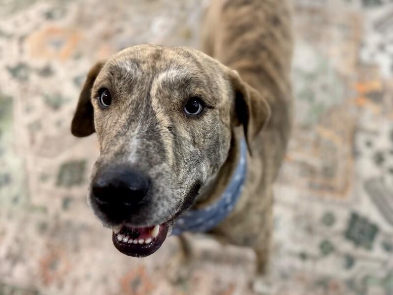 Dog for adoption - Finnean the gentle boy, a Catahoula Leopard Dog Mix ...