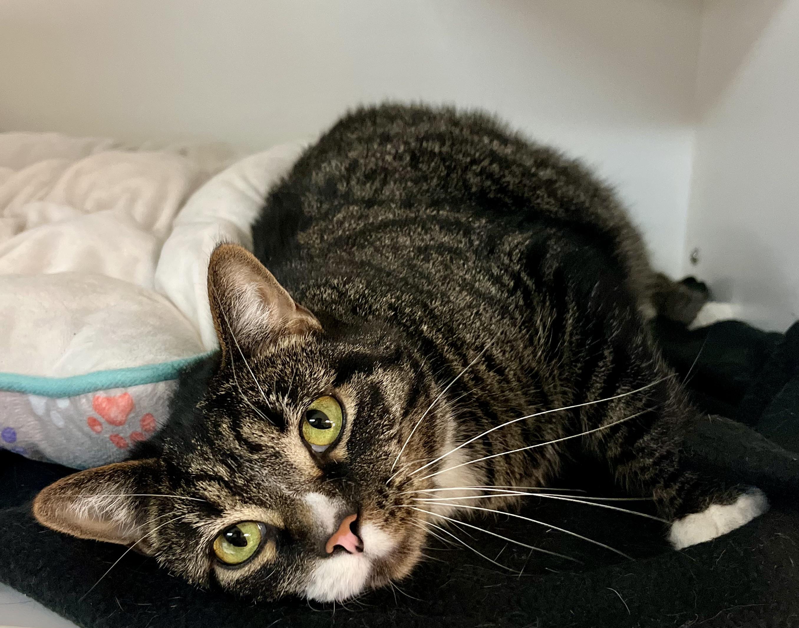 Cat for adoption - Pierre, a Domestic Short Hair in Seville, OH | Petfinder