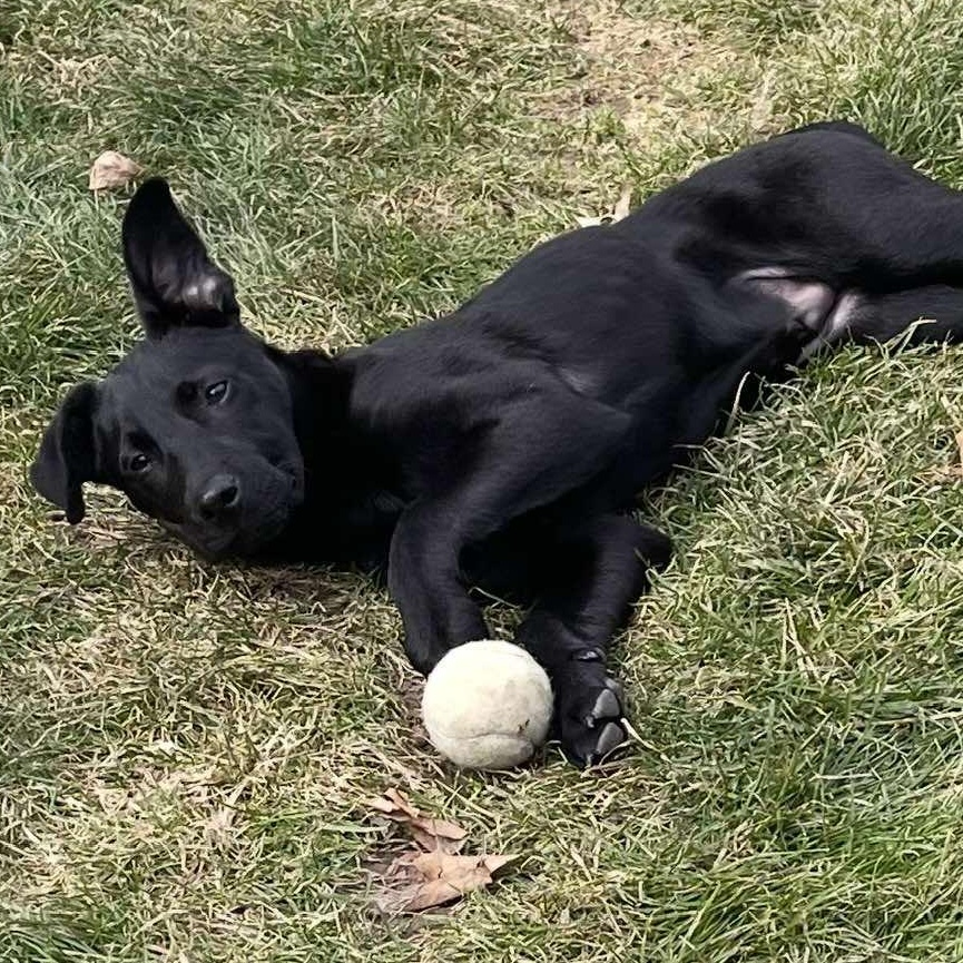 Dog for adoption - Knight, a Black Labrador Retriever & Terrier Mix in ...