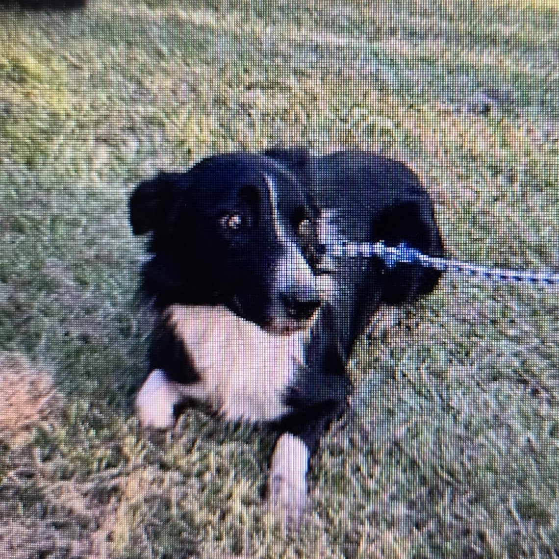 Dog for adoption - Nedd, a Border Collie Mix in Dallas, TX | Petfinder