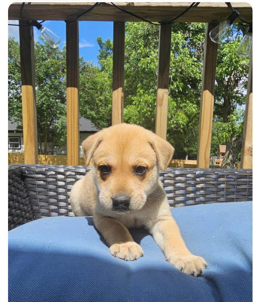 Dog for adoption - Mason, a German Shepherd Dog Mix in Brewer, ME ...