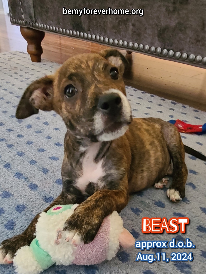 Dog for adoption - Bella and beast, a Labrador Retriever Mix in ...