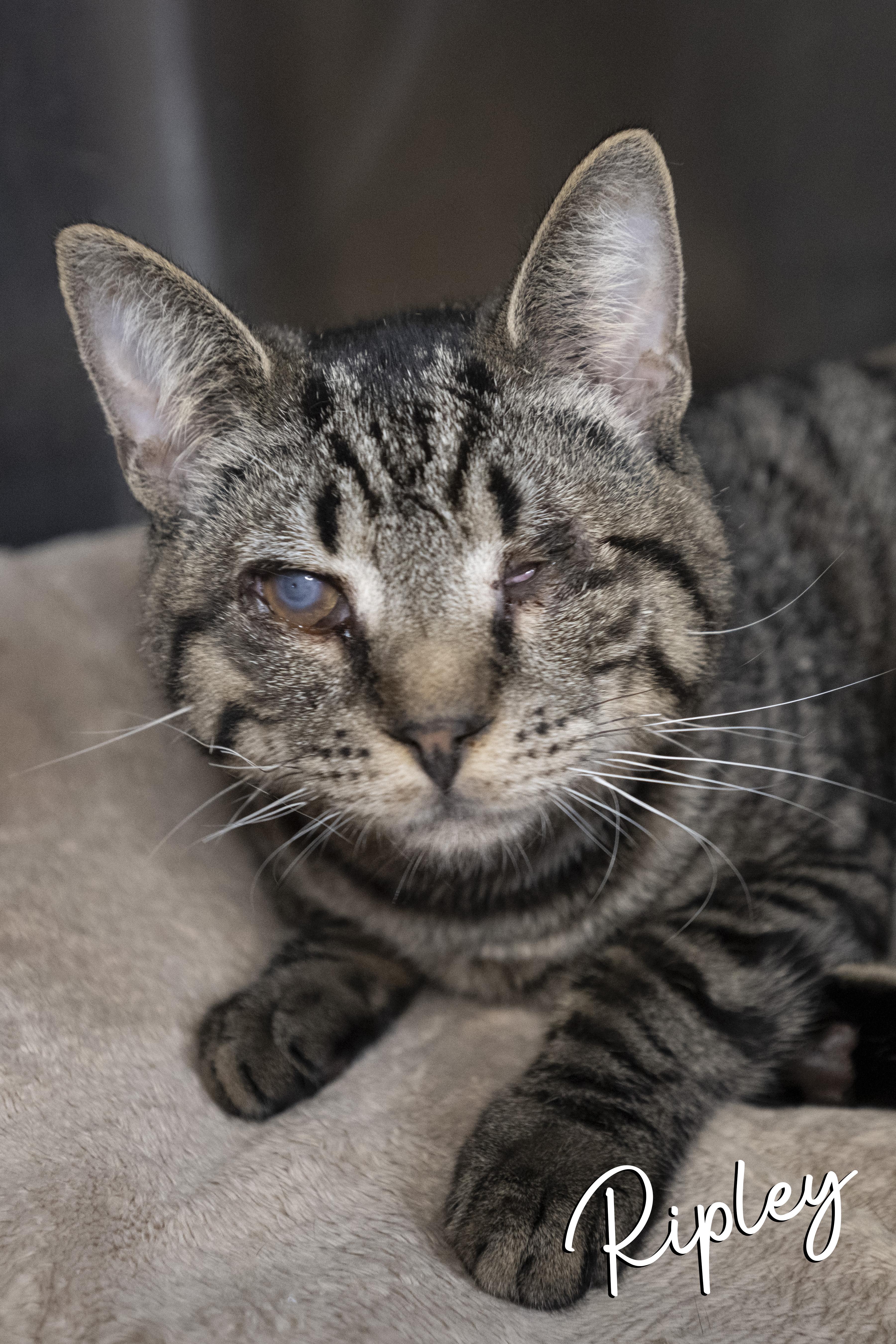 Cat for adoption - Ripley, a Domestic Short Hair Mix in Old Bridge, NJ ...