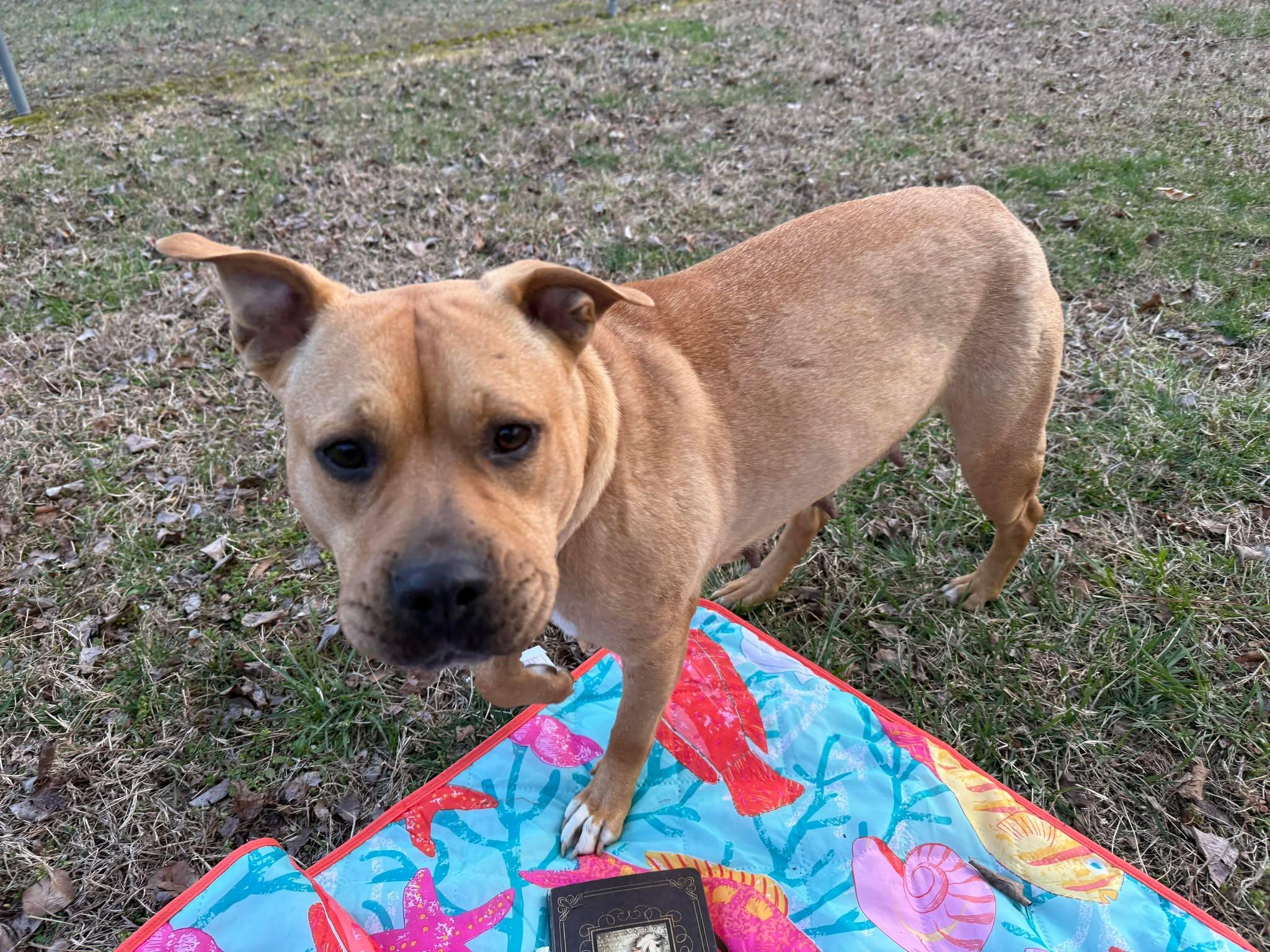 Dog for adoption - Jynx, a Chow Chow & Pit Bull Terrier Mix in ...