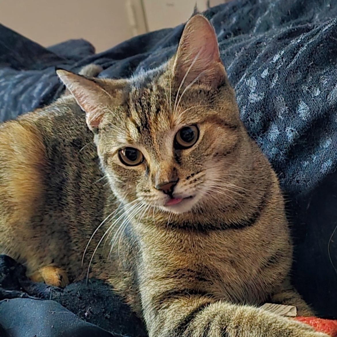 Cat for adoption - Nandi, a Tabby & Savannah Mix in Hartford, CT ...