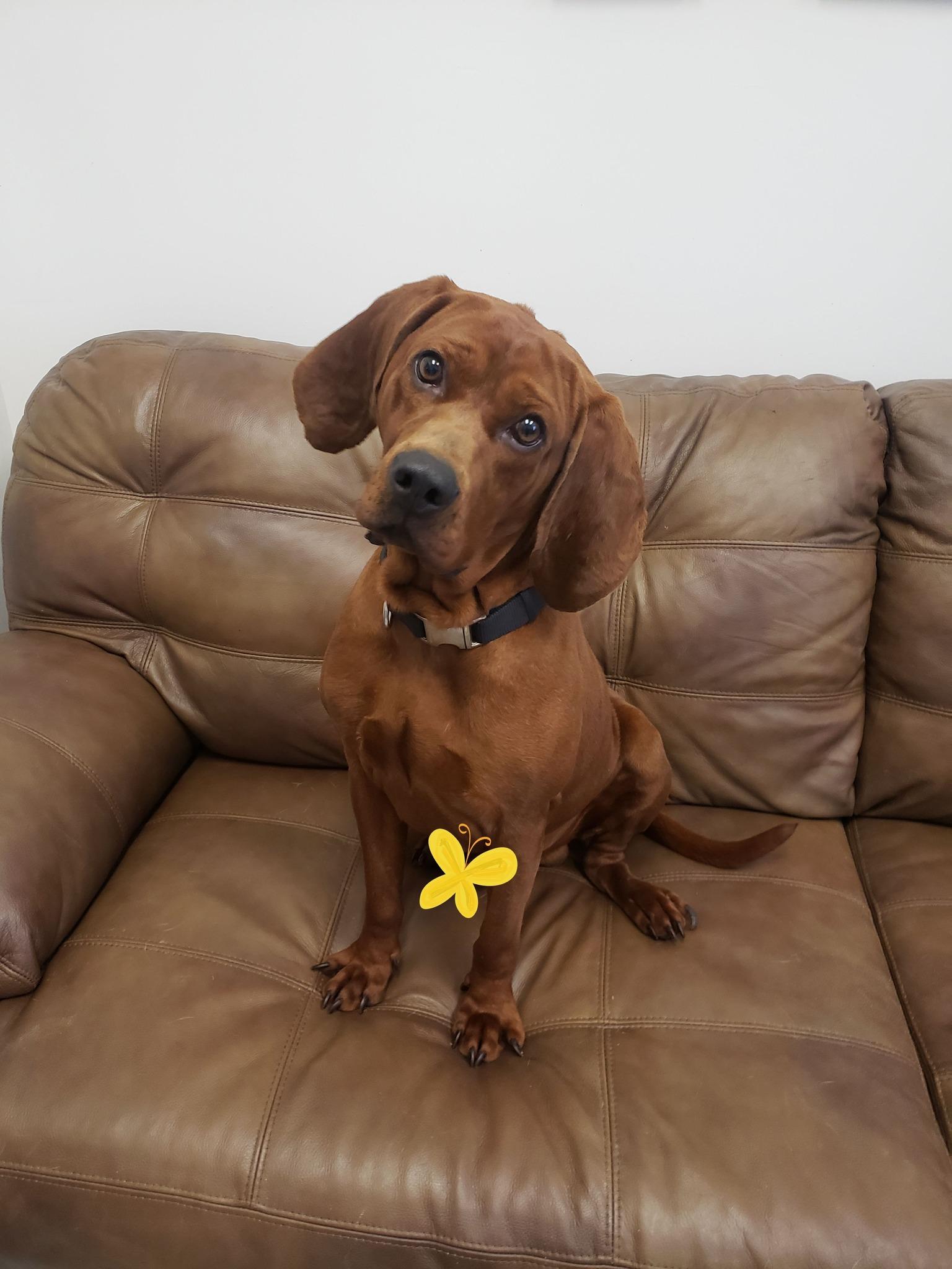 Dog for adoption - Phil, a Redbone Coonhound & Beagle Mix in Mount ...