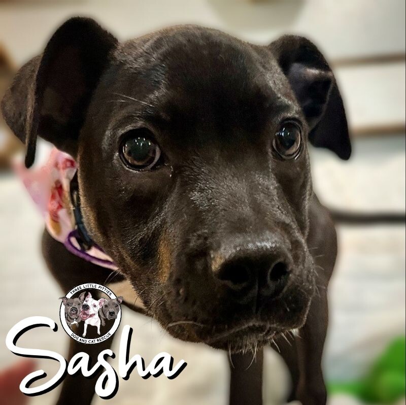Dog for adoption - Sasha Angel, a Pit Bull Terrier & Labrador Retriever ...