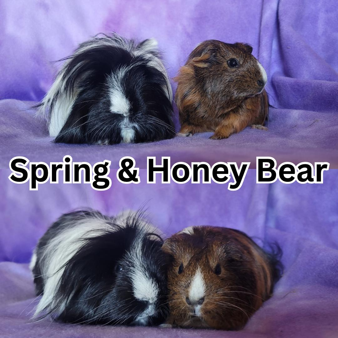 Guinea Pig for adoption - Spring & HoneyBear, a Peruvian & Silkie ...