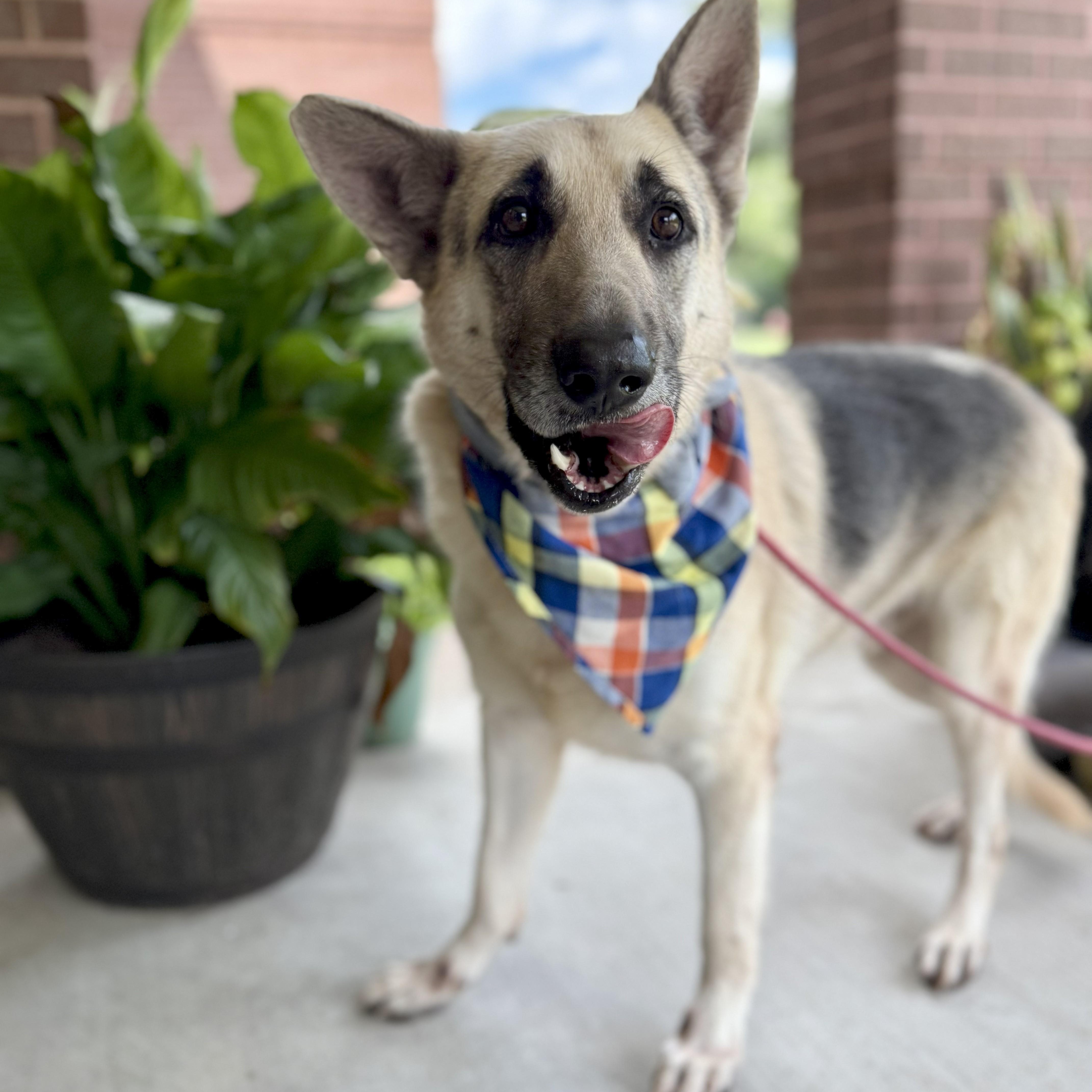 Dog for adoption - Cashew, a German Shepherd Dog in Jerome, ID | Petfinder