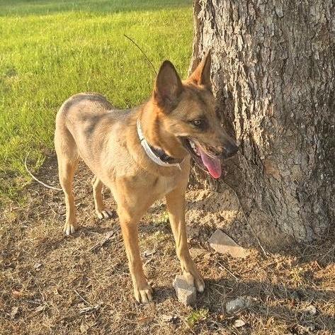 Dog for adoption - Anna, a German Shepherd Dog in Fremont, IN | Petfinder