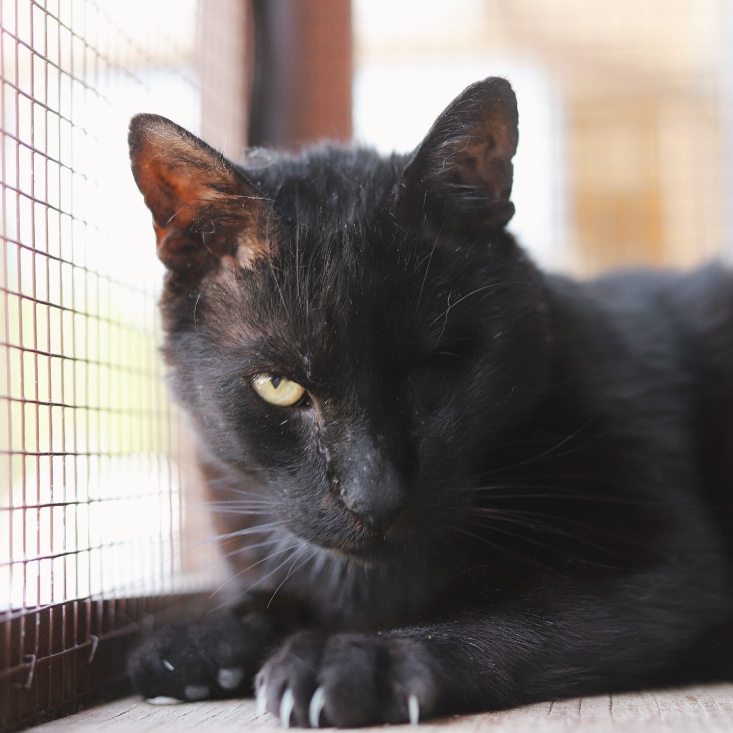 Cat for adoption - Basilio, a Domestic Short Hair in Fairhope, AL ...