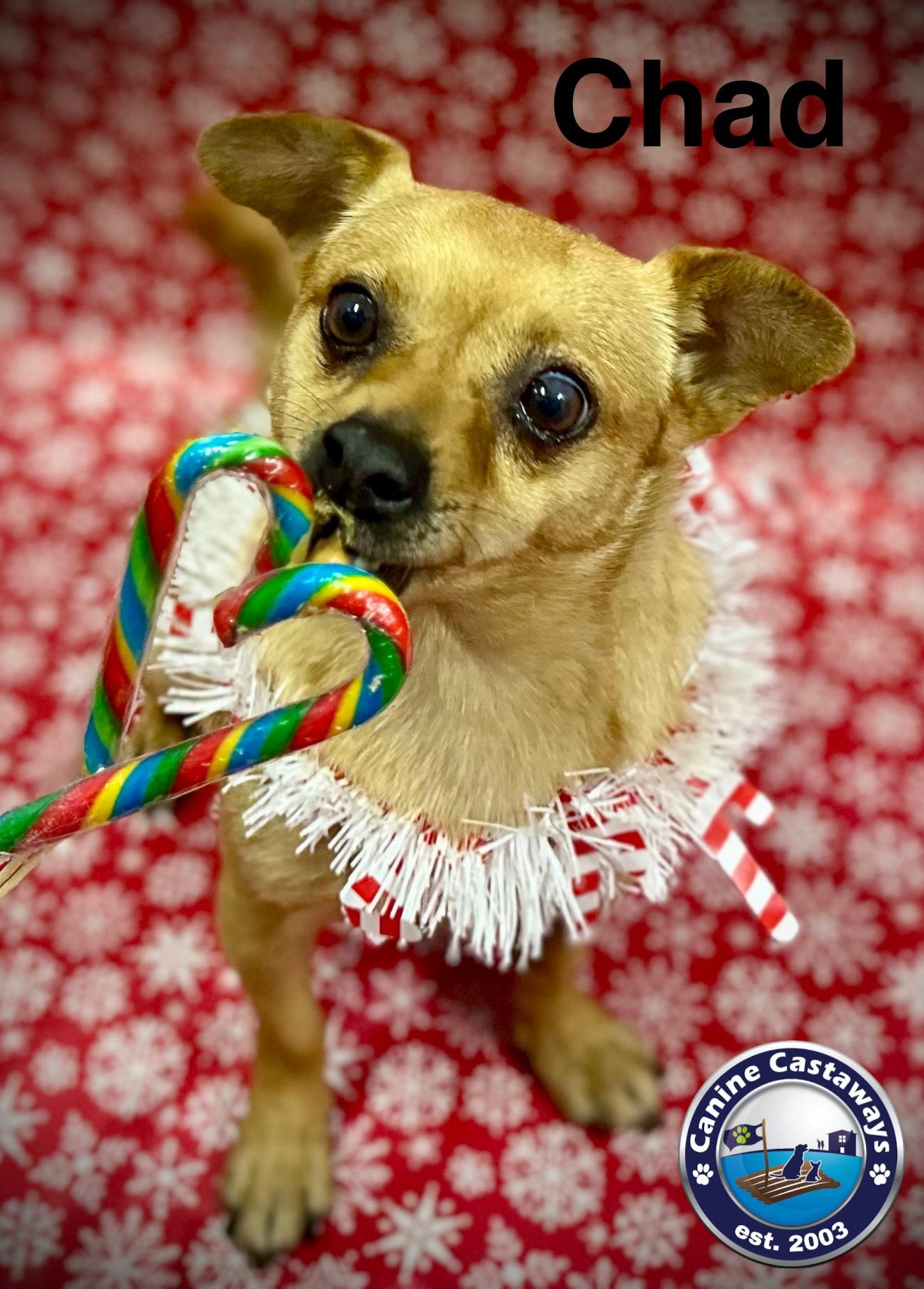 Dog for adoption - Chad, a Chihuahua Mix in Arcadia, FL | Petfinder