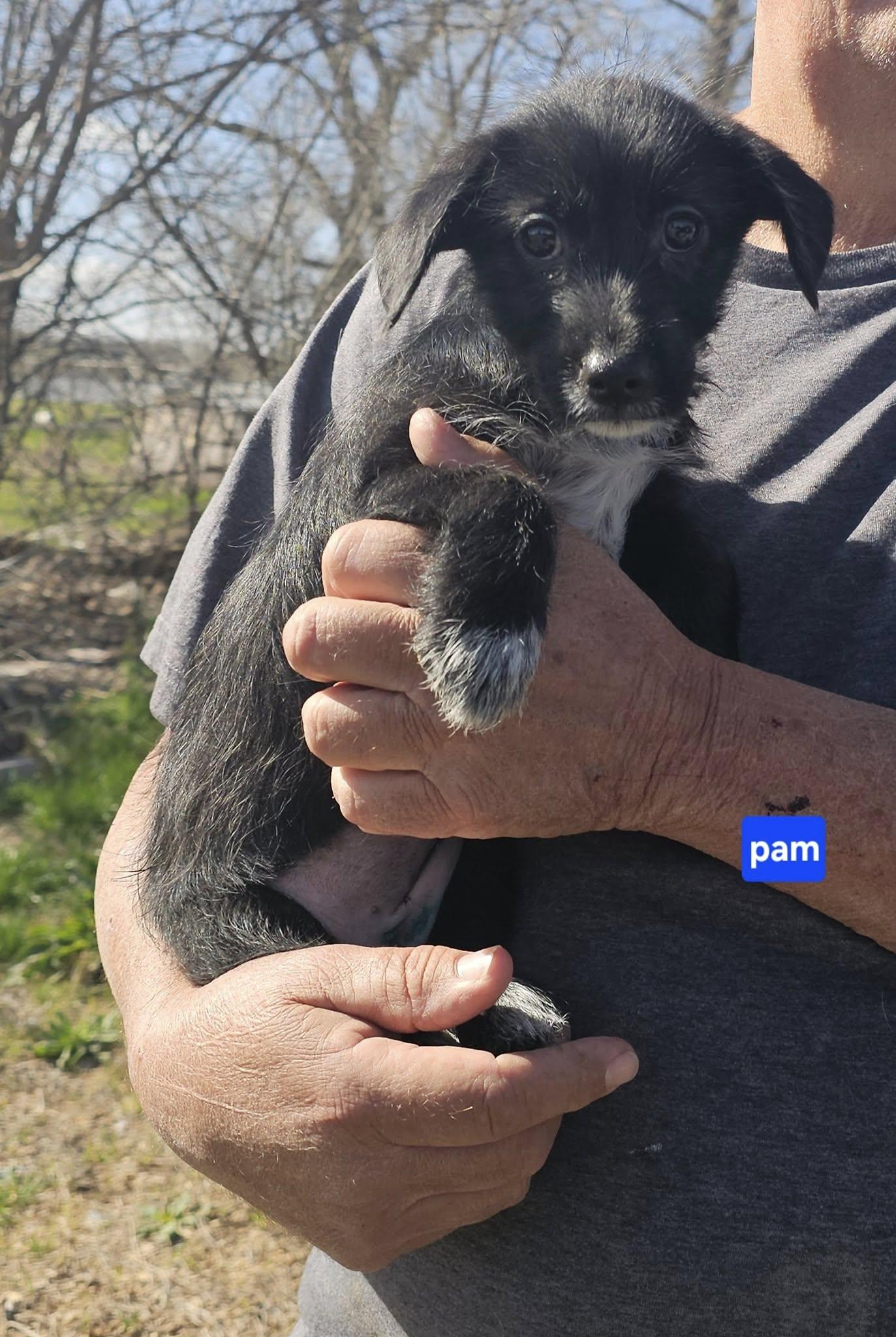 Dog for adoption - Pam, a Rat Terrier Mix in abingdon, MD | Petfinder