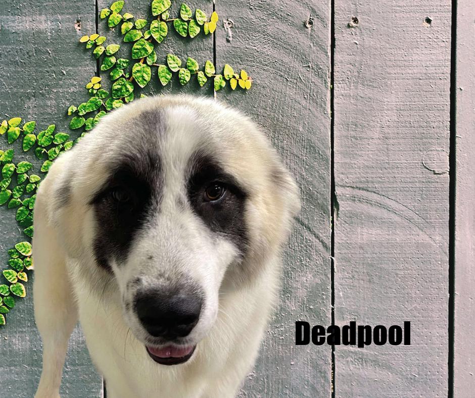 Dog for adoption - Deadpool, a Great Pyrenees Mix in Marshville, NC ...