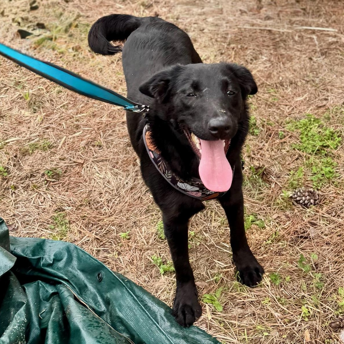 Dog for adoption - Blake, a Black Labrador Retriever in NOTTINGHAM, MD ...