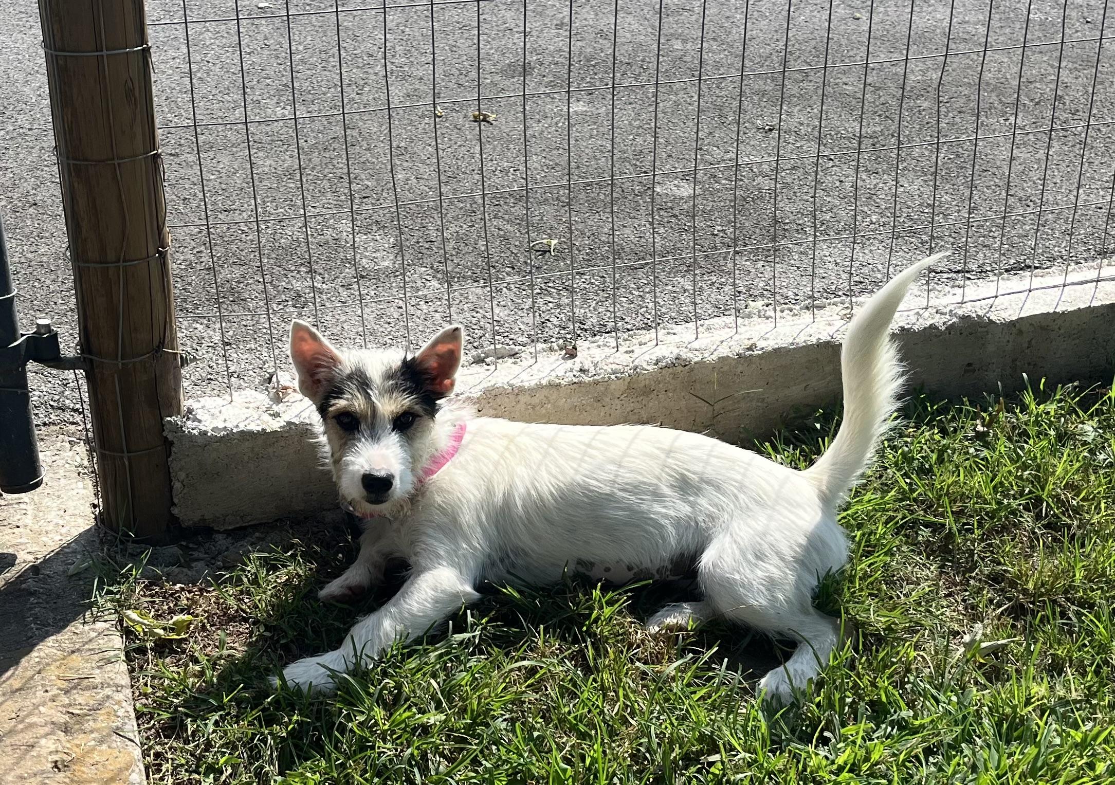 Dog for adoption - Tootsie, a Jack Russell Terrier Mix in Sequatchie, TN | Petfinder