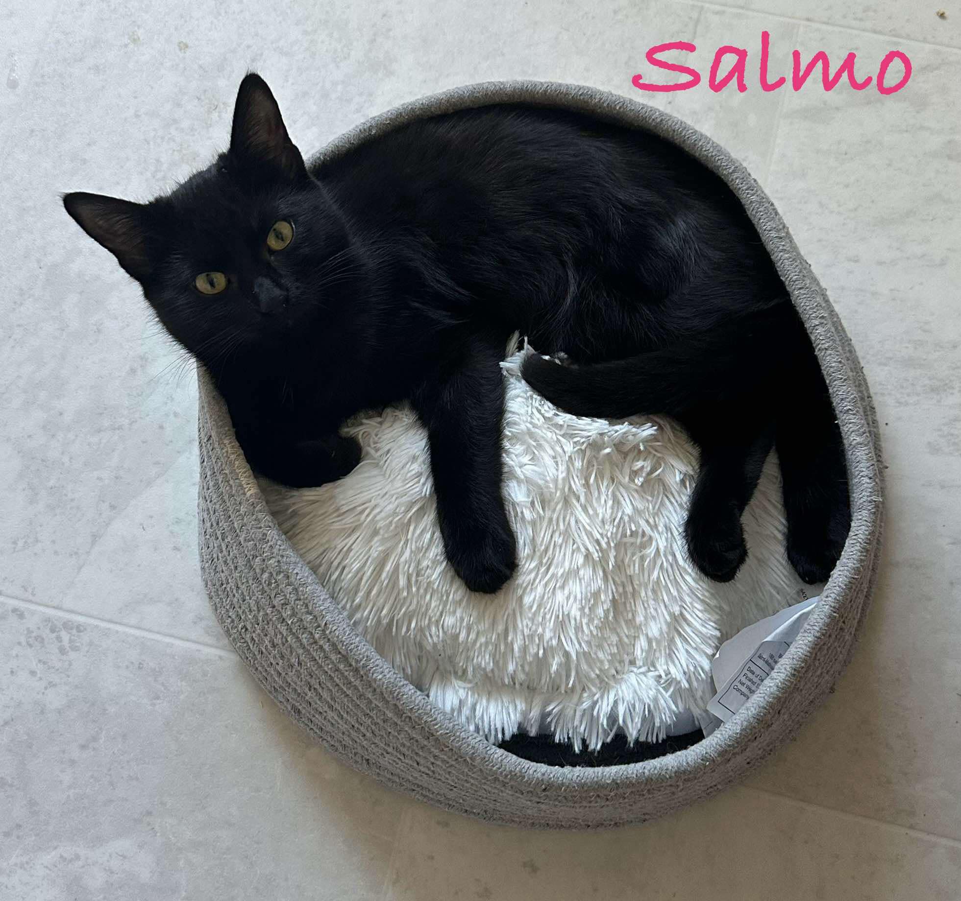 Cat for adoption - Salmo, a Domestic Short Hair Mix in Abbotsford, BC ...