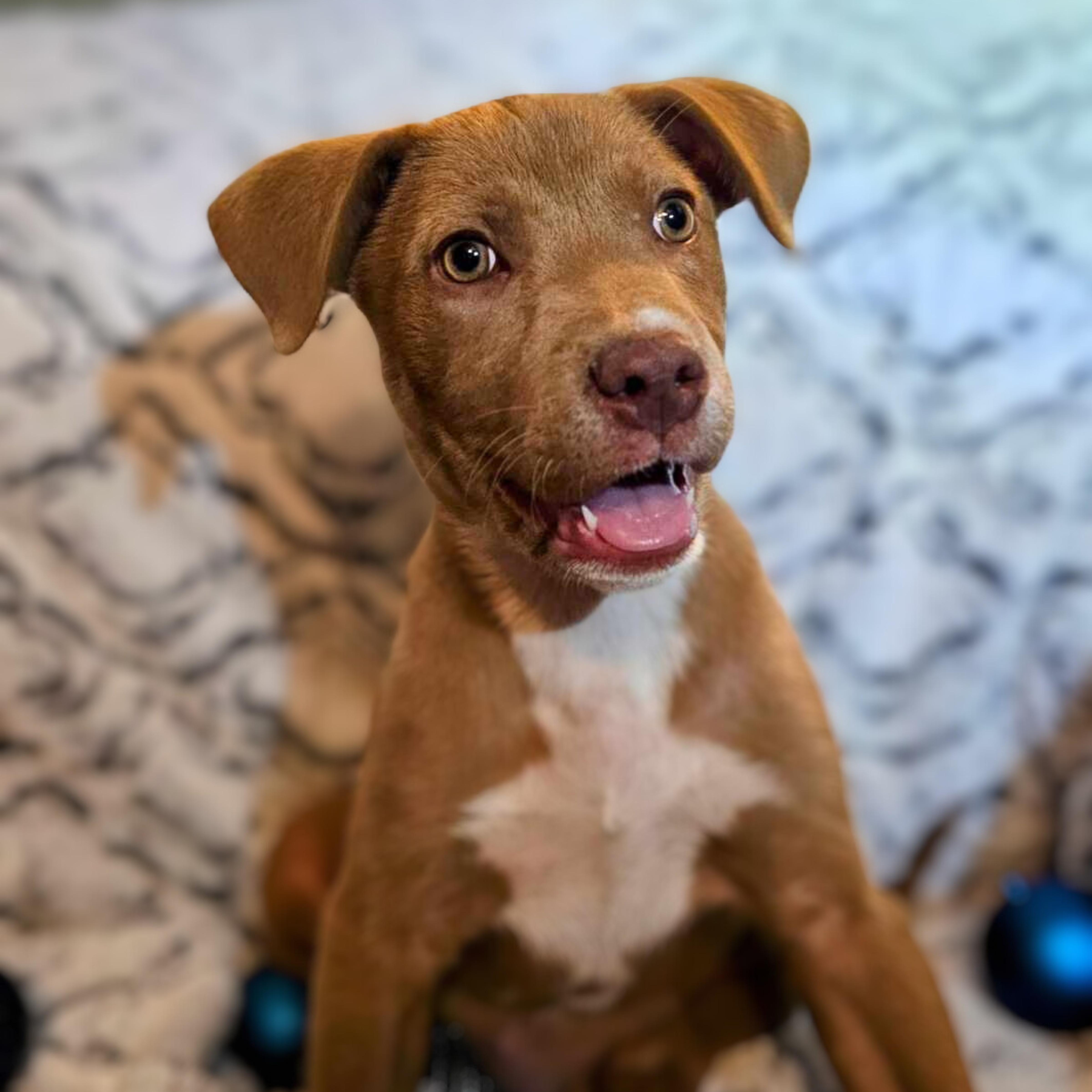 Dog for adoption - Mixie, a Labrador Retriever Mix in Brattleboro, VT | Petfinder