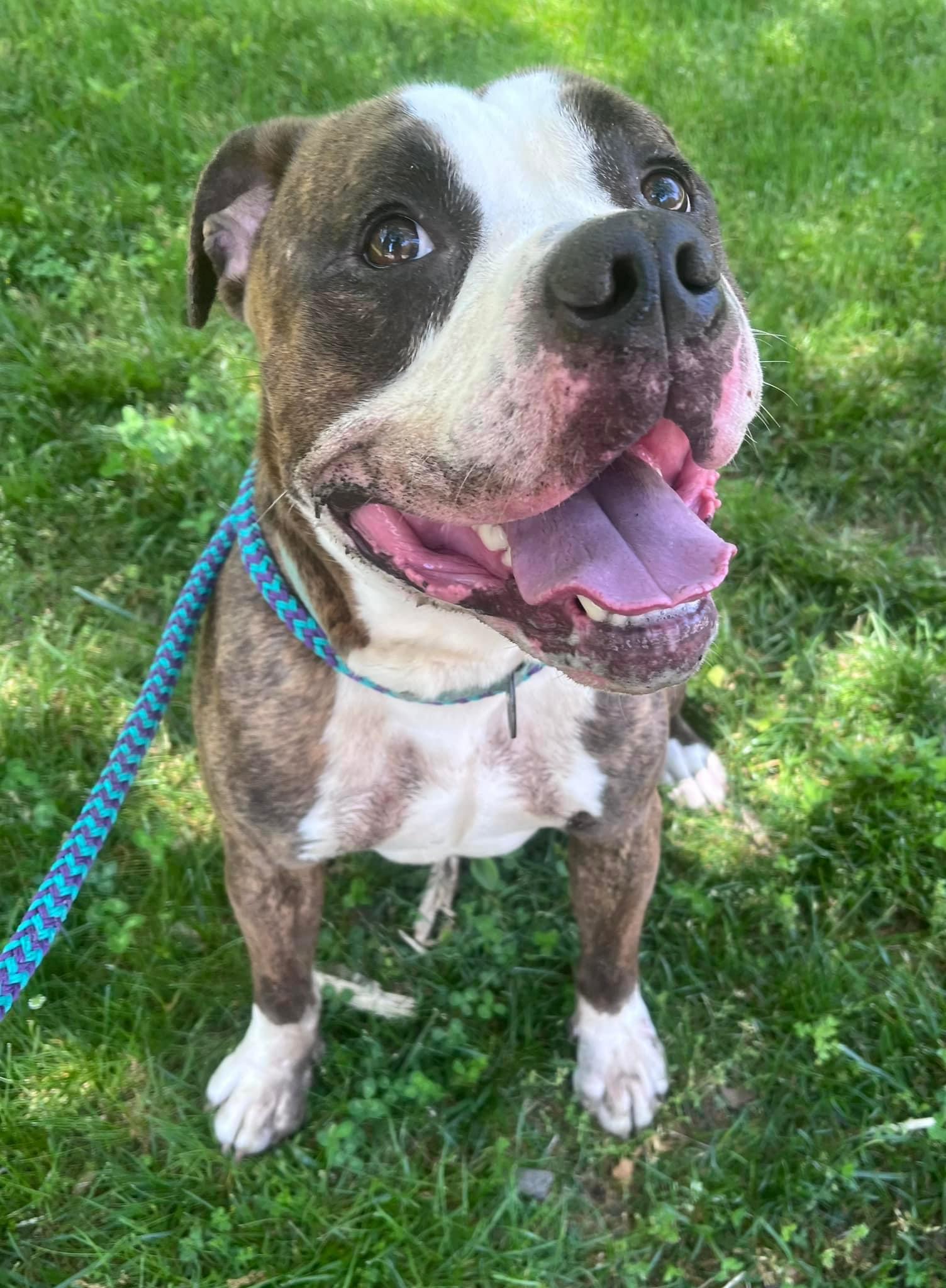 Dog for adoption - Chevy, an American Bulldog Mix in Islip Terrace, NY ...