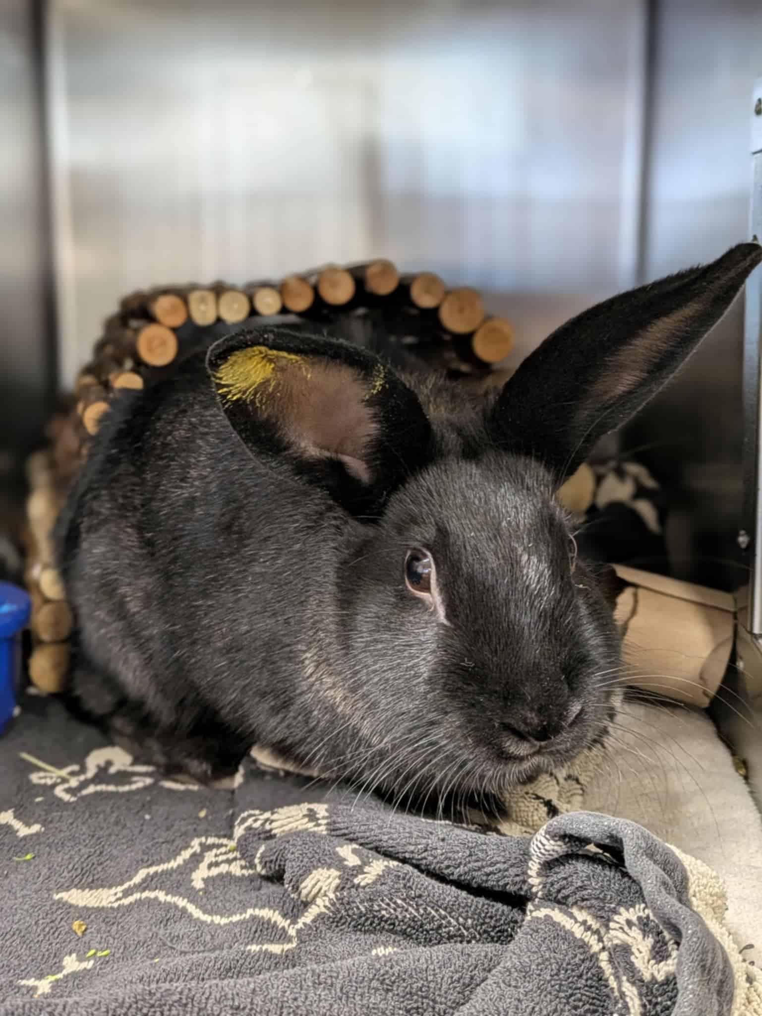 Rabbit for adoption - Cricket, a Bunny Rabbit in Boucherville, QC ...