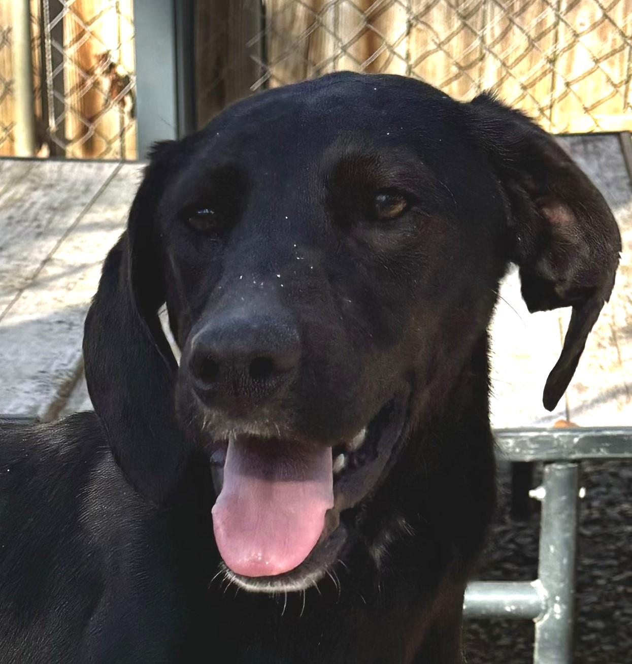 Dog for adoption - Willow, a Labrador Retriever & Hound Mix in NEWTOWN ...