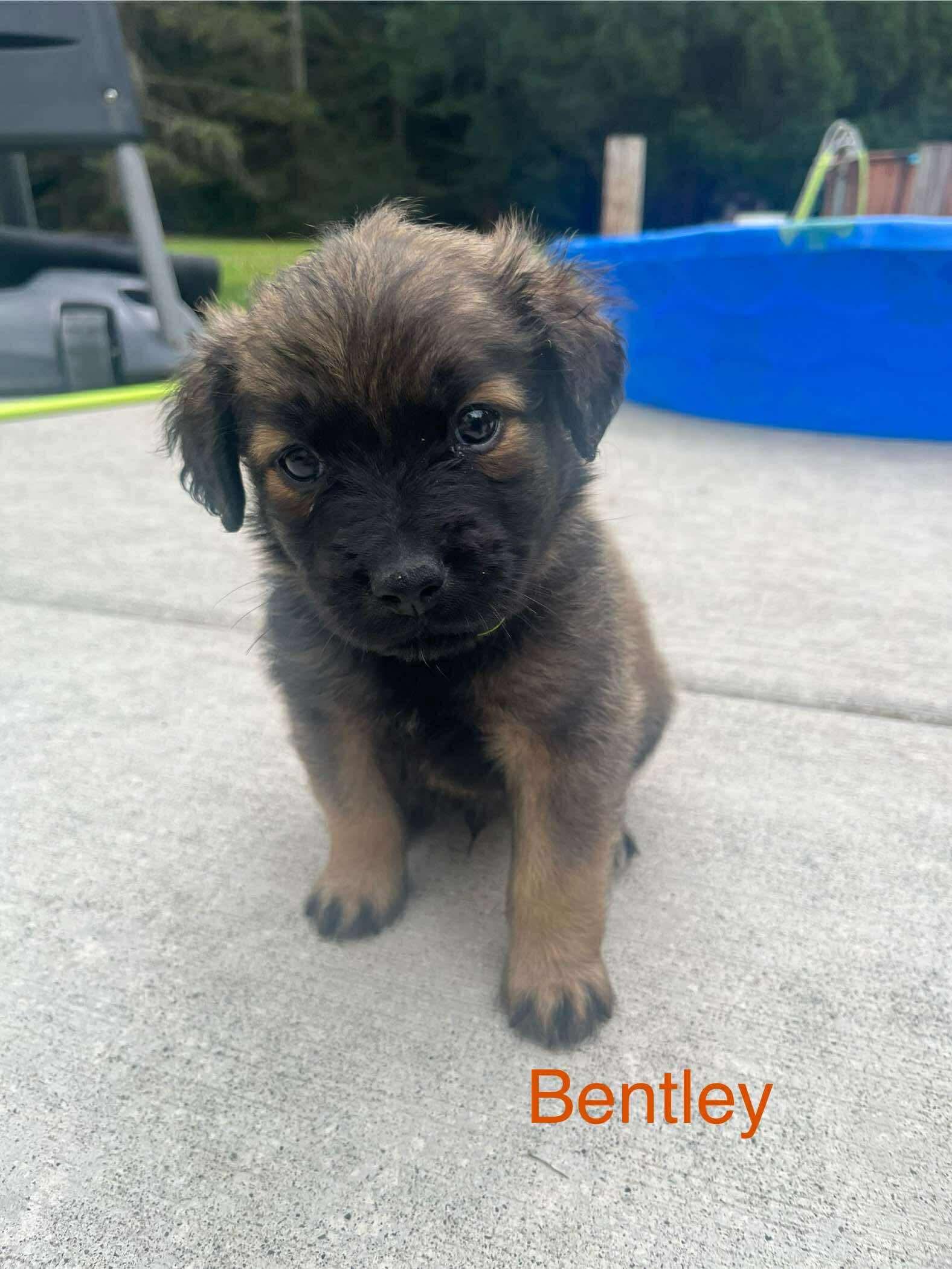 Dog for adoption - Bentley, a Retriever Mix in Puyallup, WA | Petfinder
