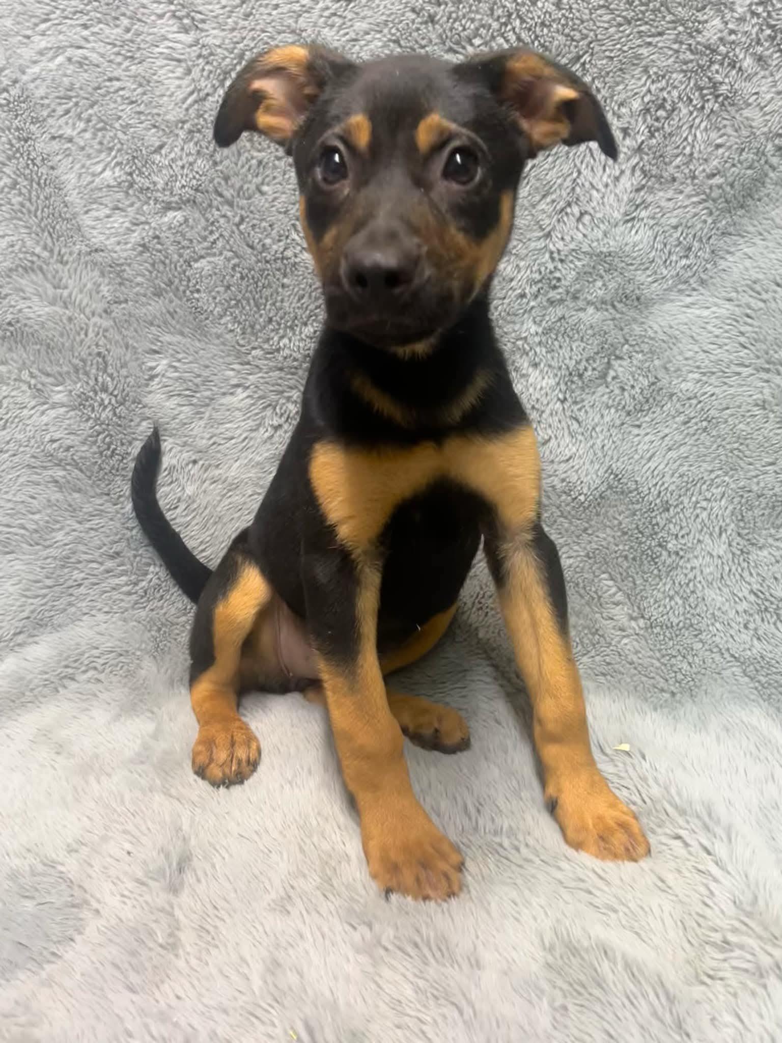 Dog for adoption - Bella, a Shepherd & Mastiff Mix in Uxbridge, MA ...