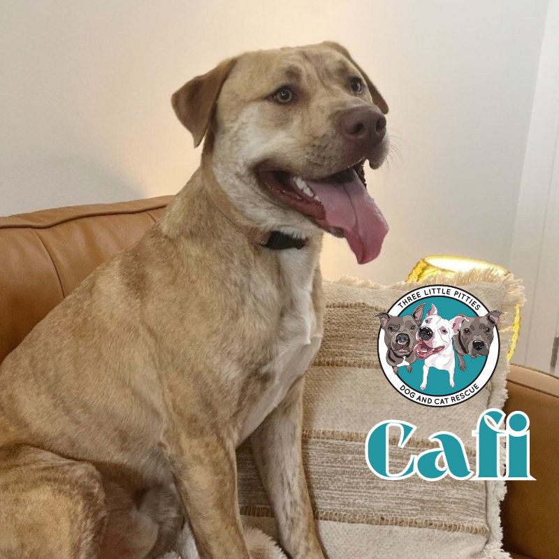 Dog for adoption - Cafi Padilla Kid Cat Dog Loving Sweet boy, an ...