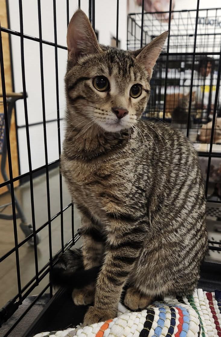 Cat for adoption - Bubba, a Domestic Short Hair in Somerset, NJ | Petfinder