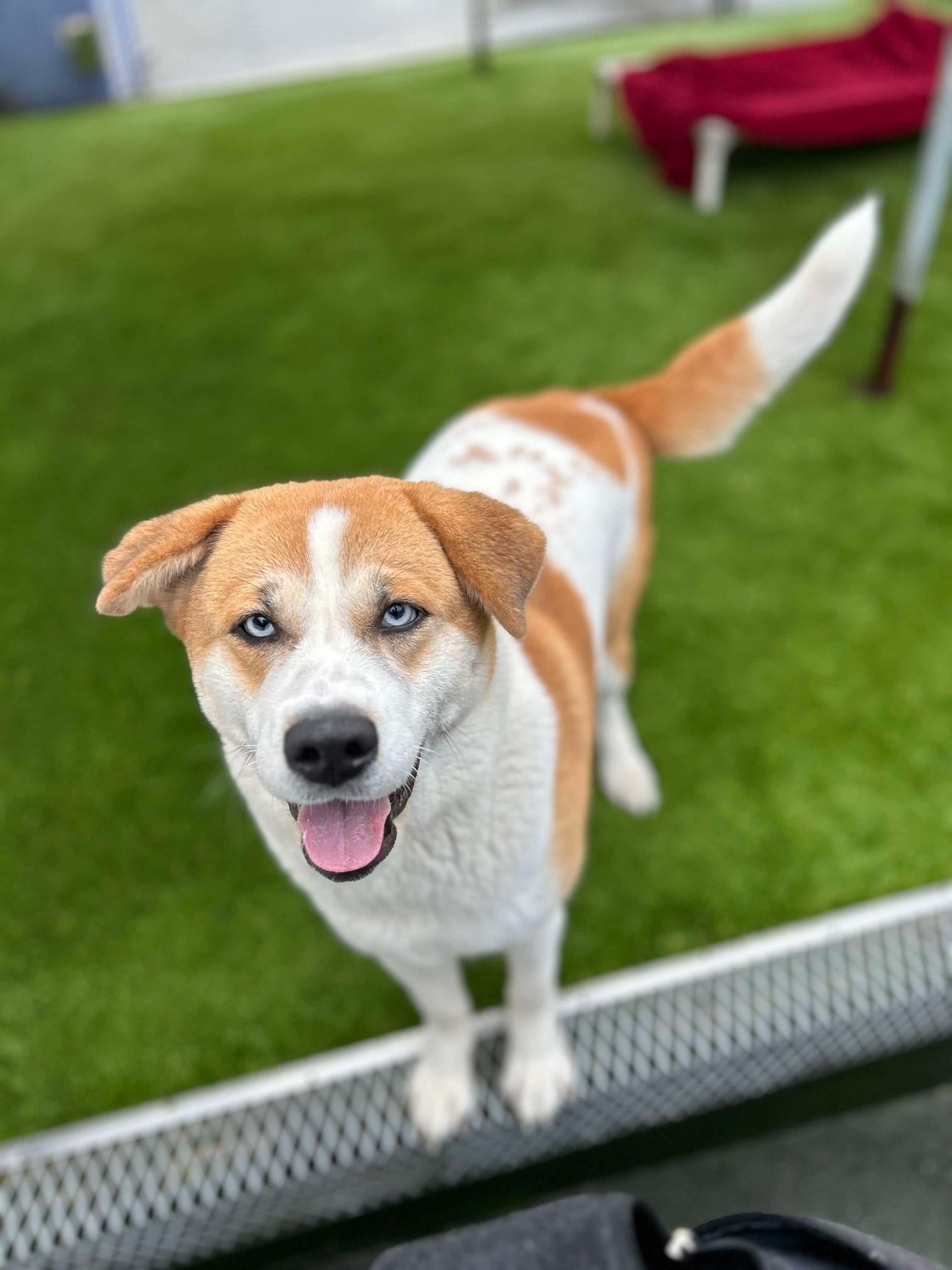 Dog for adoption - Kazuki, an Akita & Husky Mix in Vancouver, BC ...