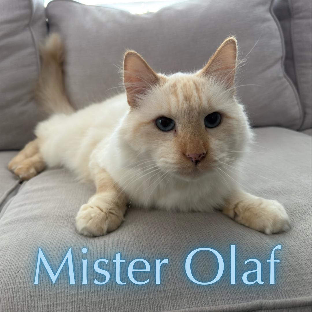 Cat for adoption - Mister Olaf (Calm and Gentle Boy!), a Siamese ...