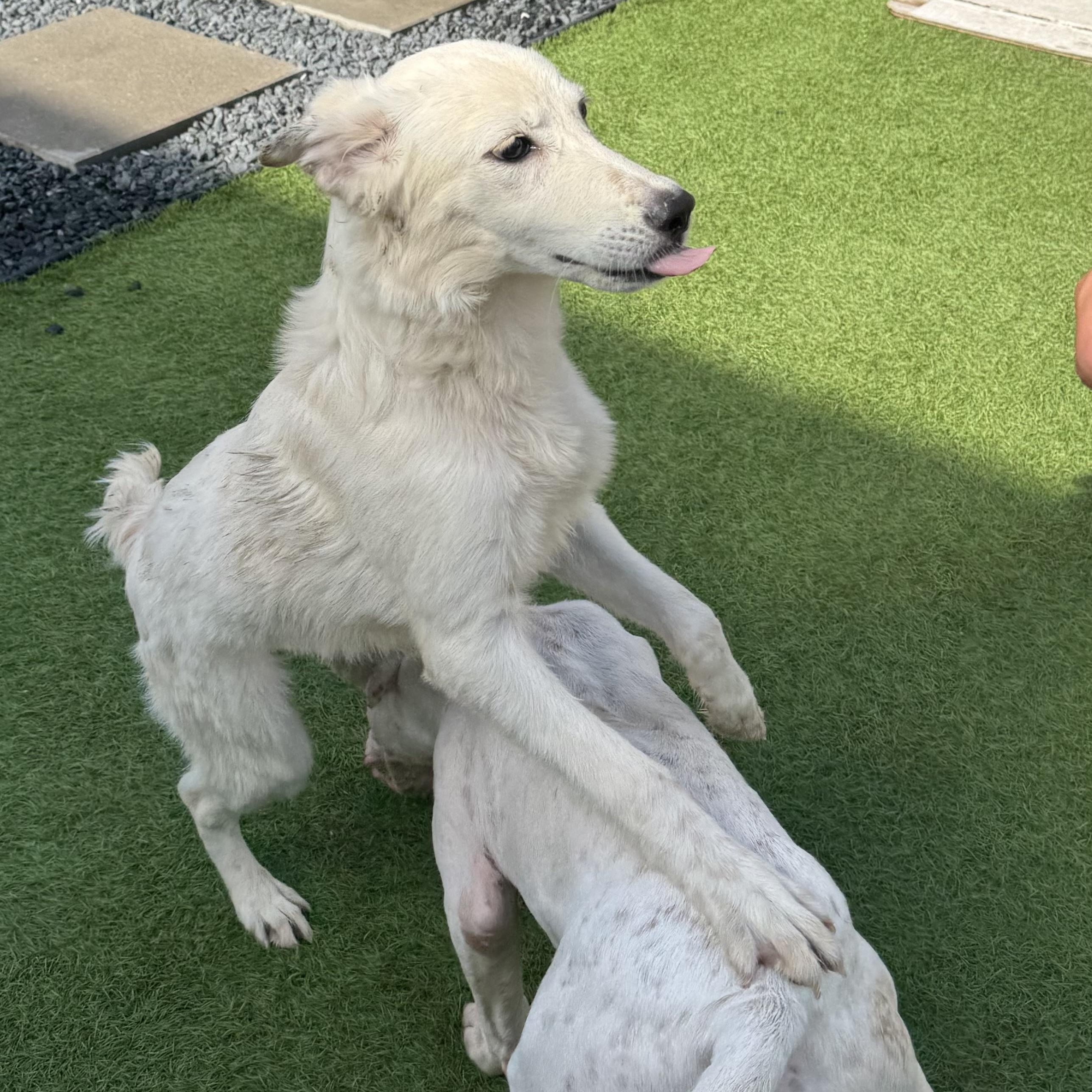 Dog for adoption - Lassie, a Golden Retriever & Great Pyrenees Mix in ...