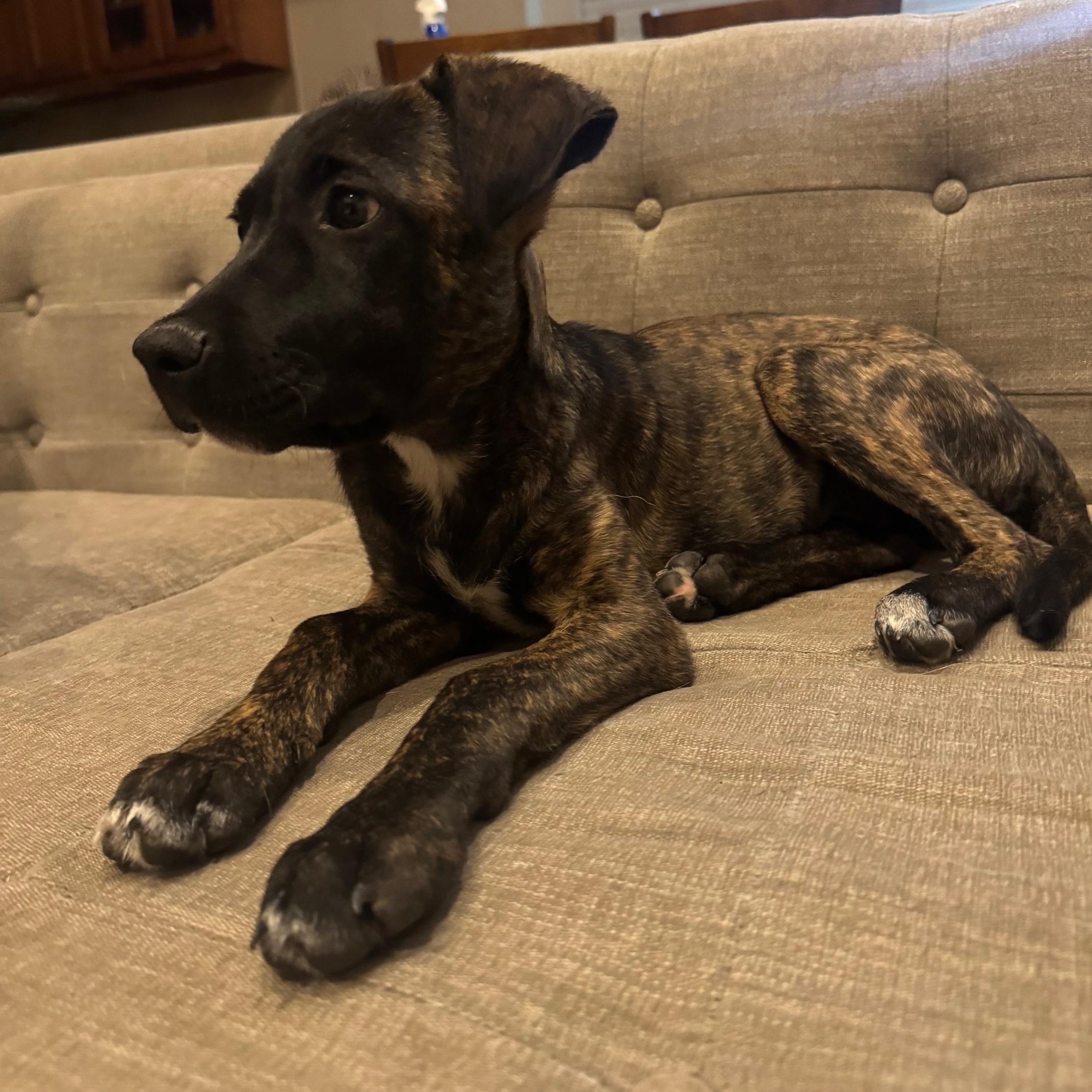 Dog for adoption - Vegas, a Catahoula Leopard Dog & Australian Cattle ...