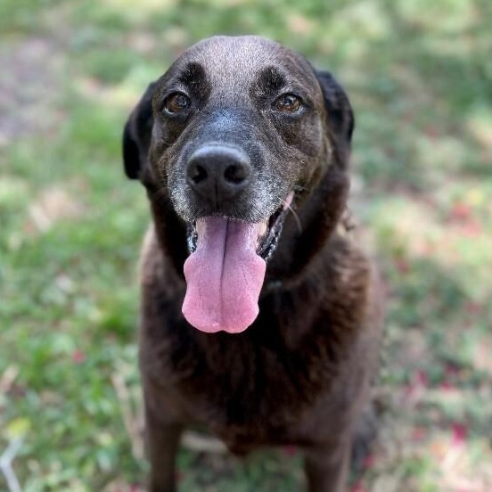 Dog for adoption - Goose friend to all water-loving boy, a Chocolate ...