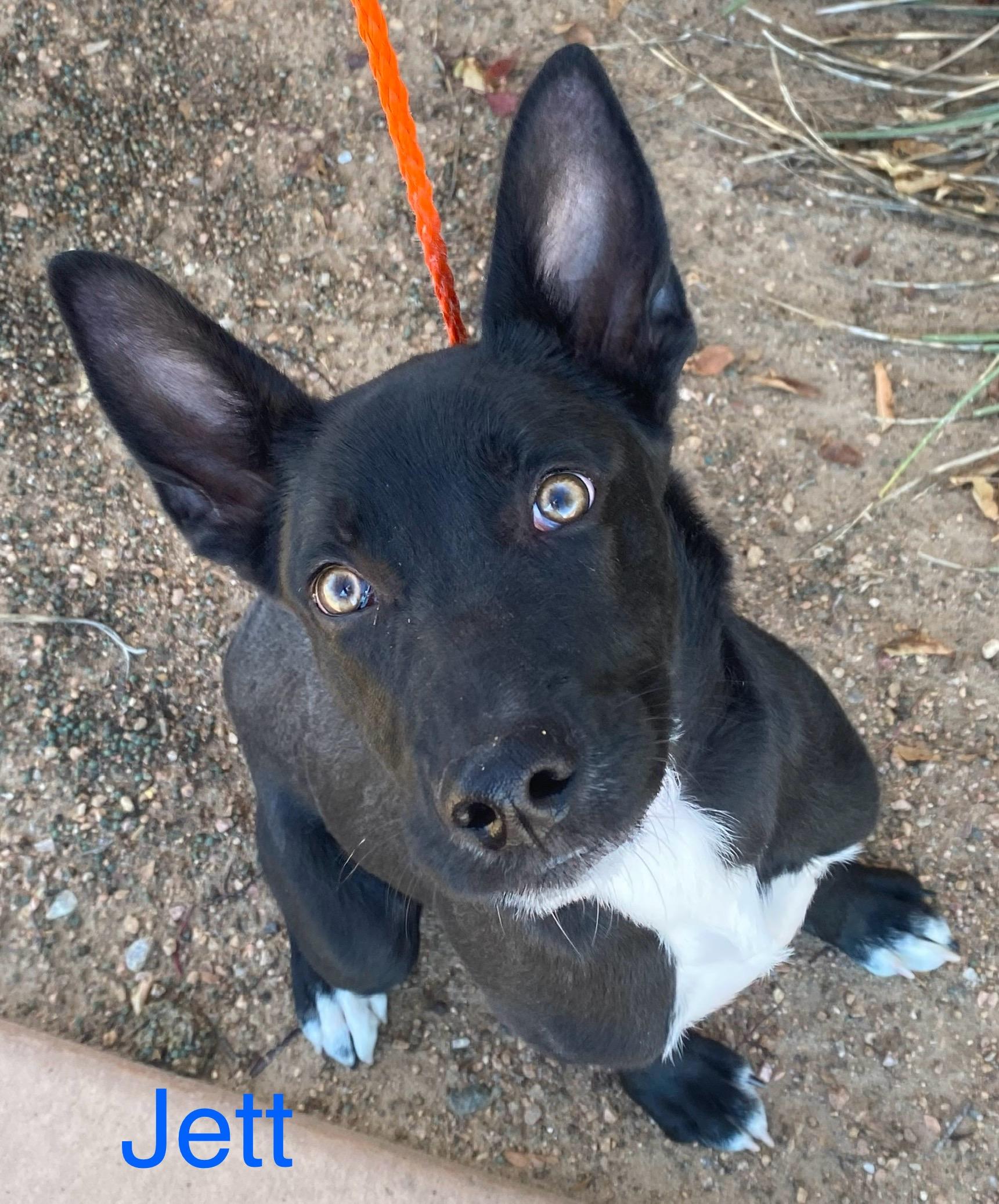 Dog for adoption - Jett, an Australian Kelpie Mix in Albuquerque, NM ...