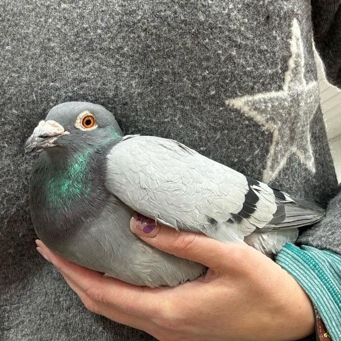Dove for adoption - Kilimanjaro, a Pigeon in Chicago, IL | Petfinder