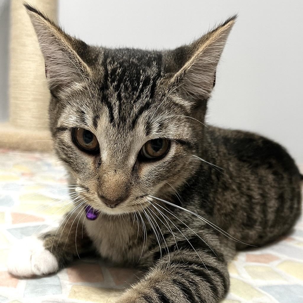Cat for adoption - Finn, a Domestic Short Hair in AKRON, OH | Petfinder