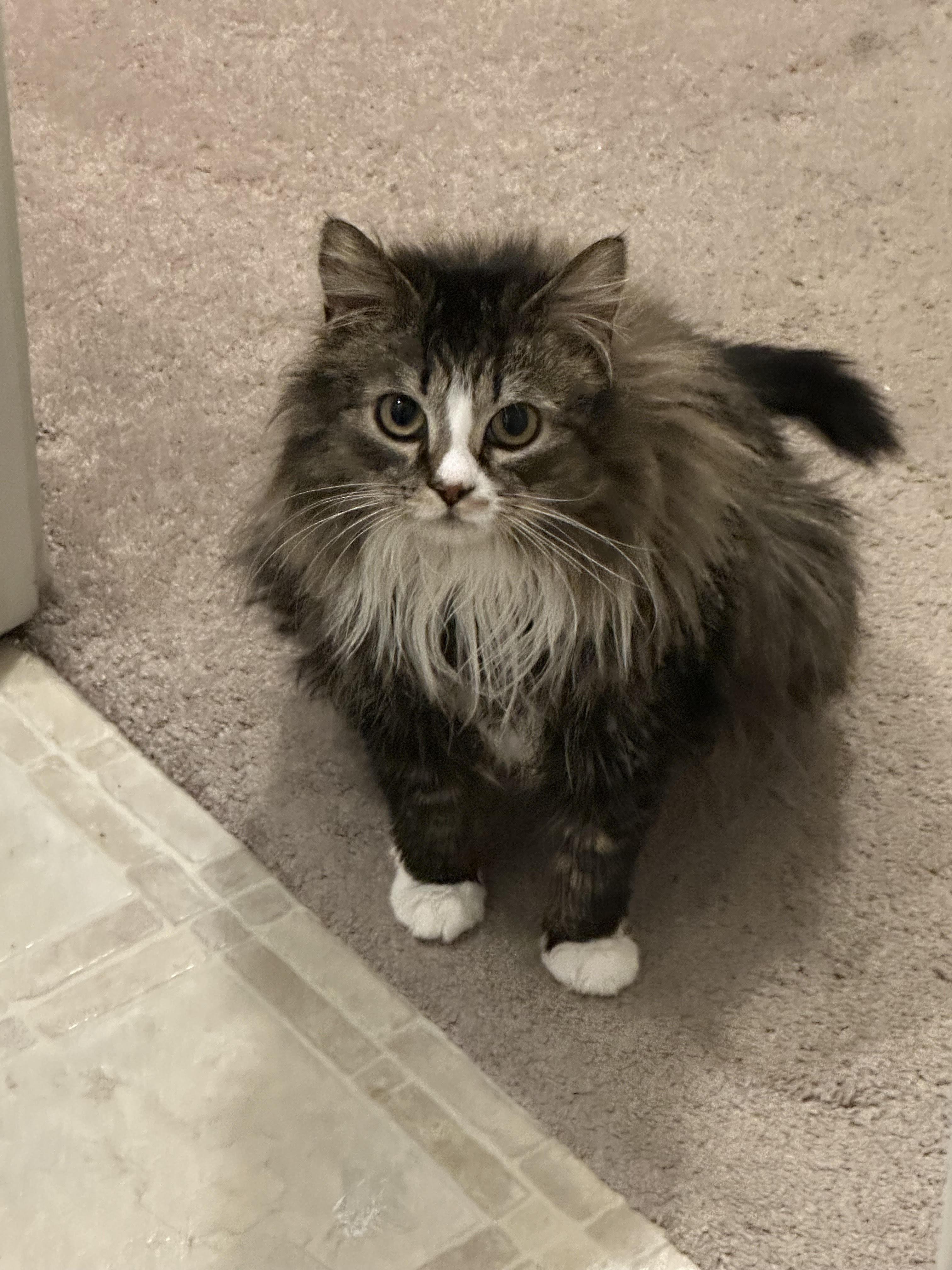 Cat for adoption - Fluffy Pebbles, a Domestic Long Hair in Bainbridge ...
