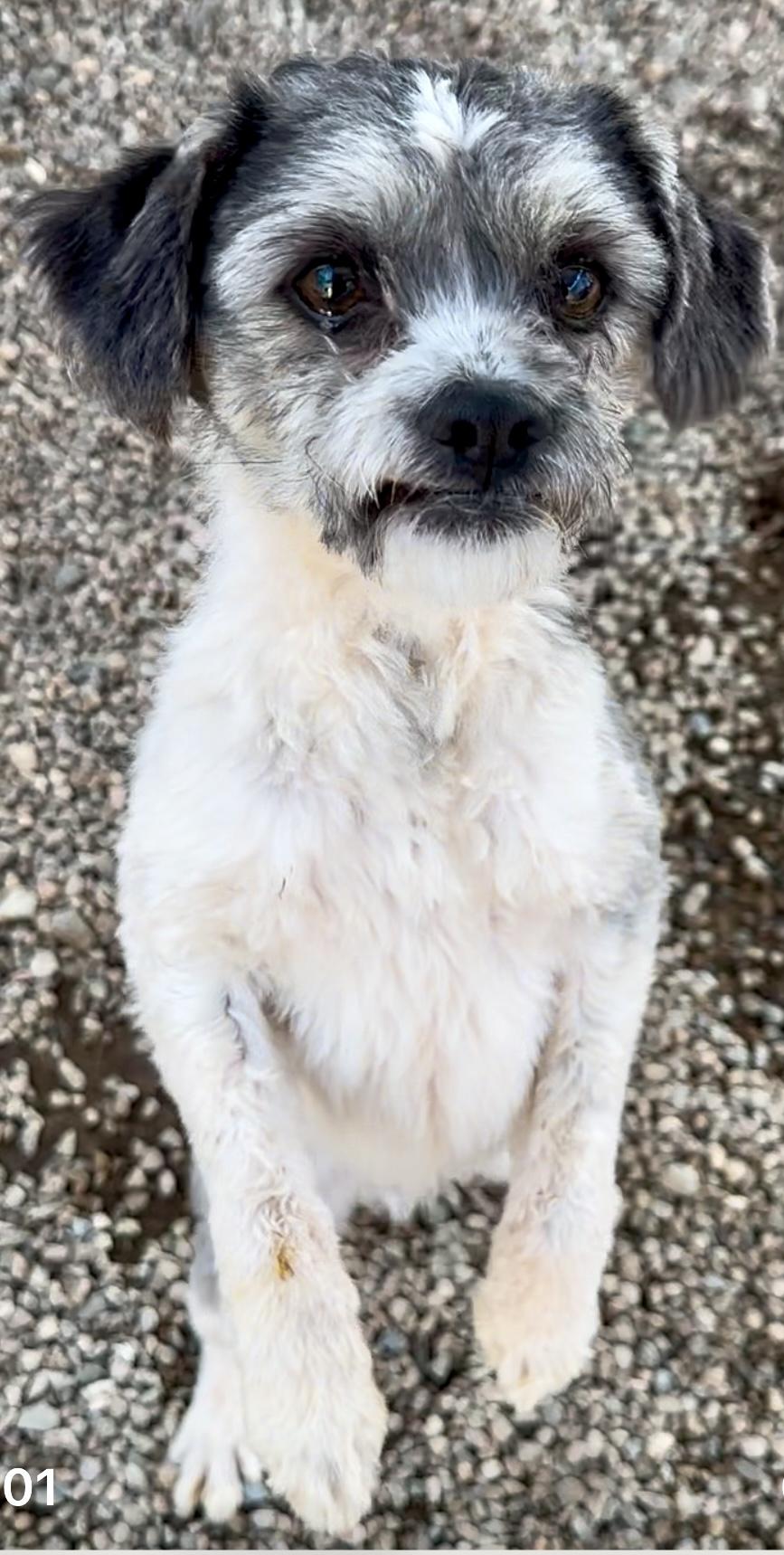 Dog for adoption - Lil Bean (Hypoallergenic), a Shih poo & Shiba Inu ...