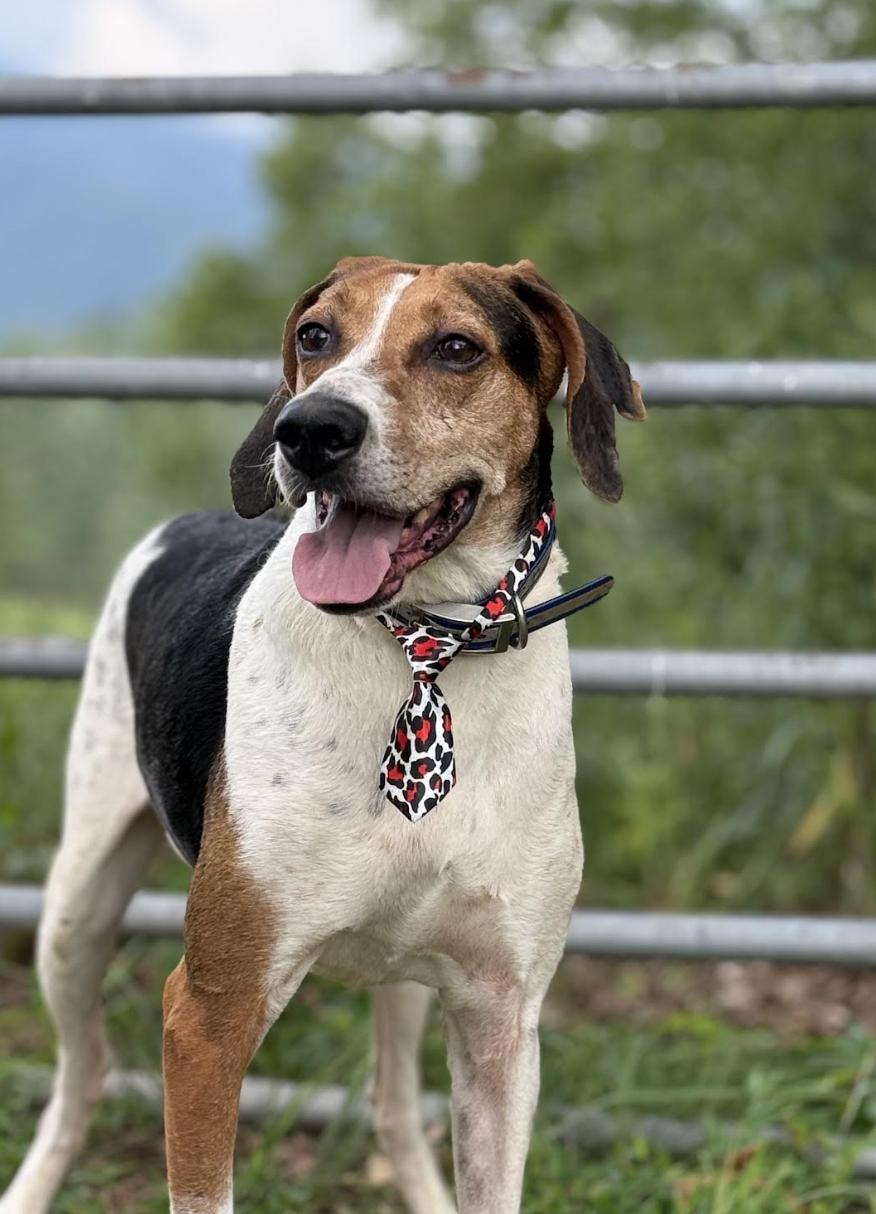Dog for adoption - Reagan, an American Foxhound Mix in Woburn, MA ...