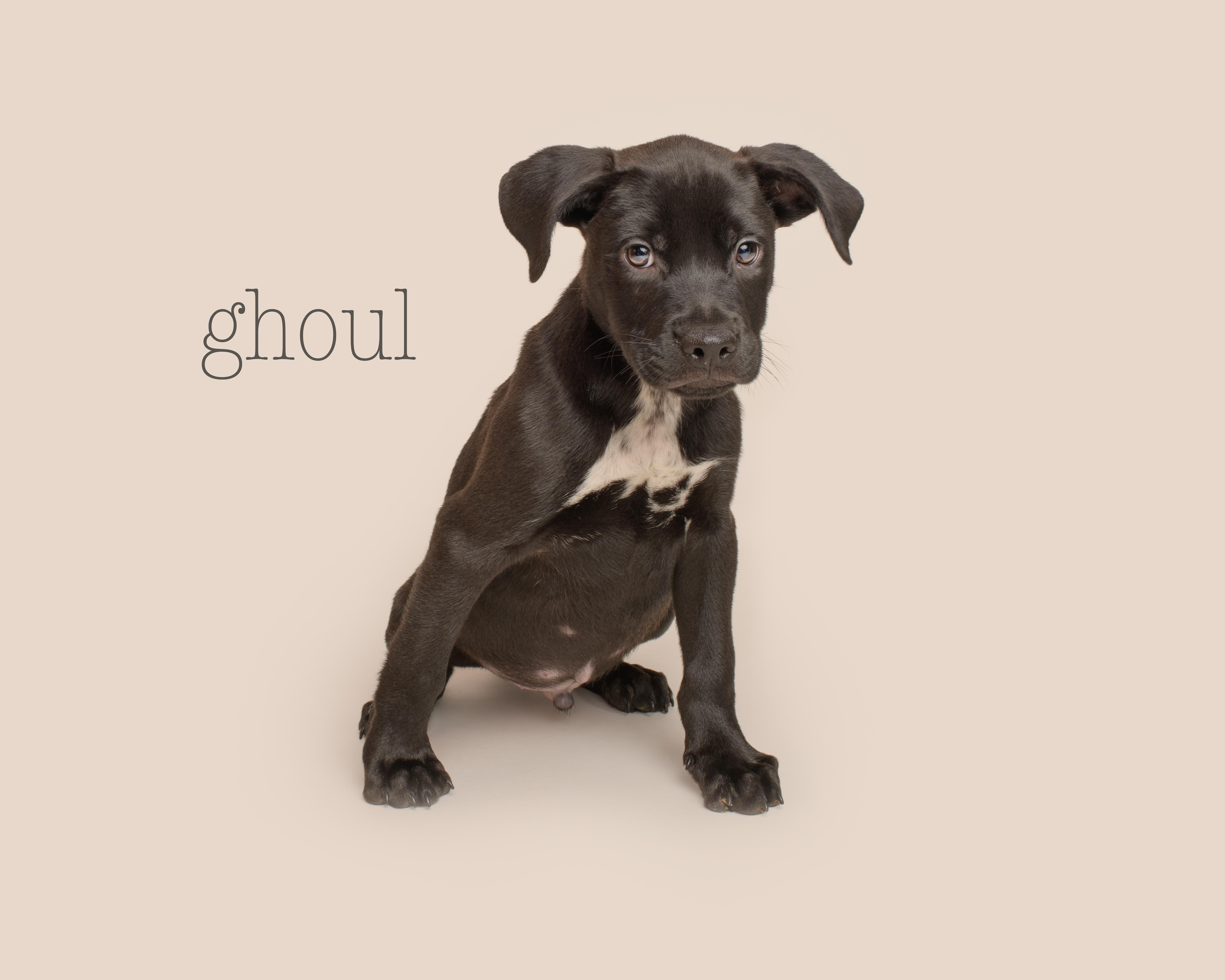 Dog for adoption - Ghoul, a Labrador Retriever Mix in AQUEBOGUE, NY ...