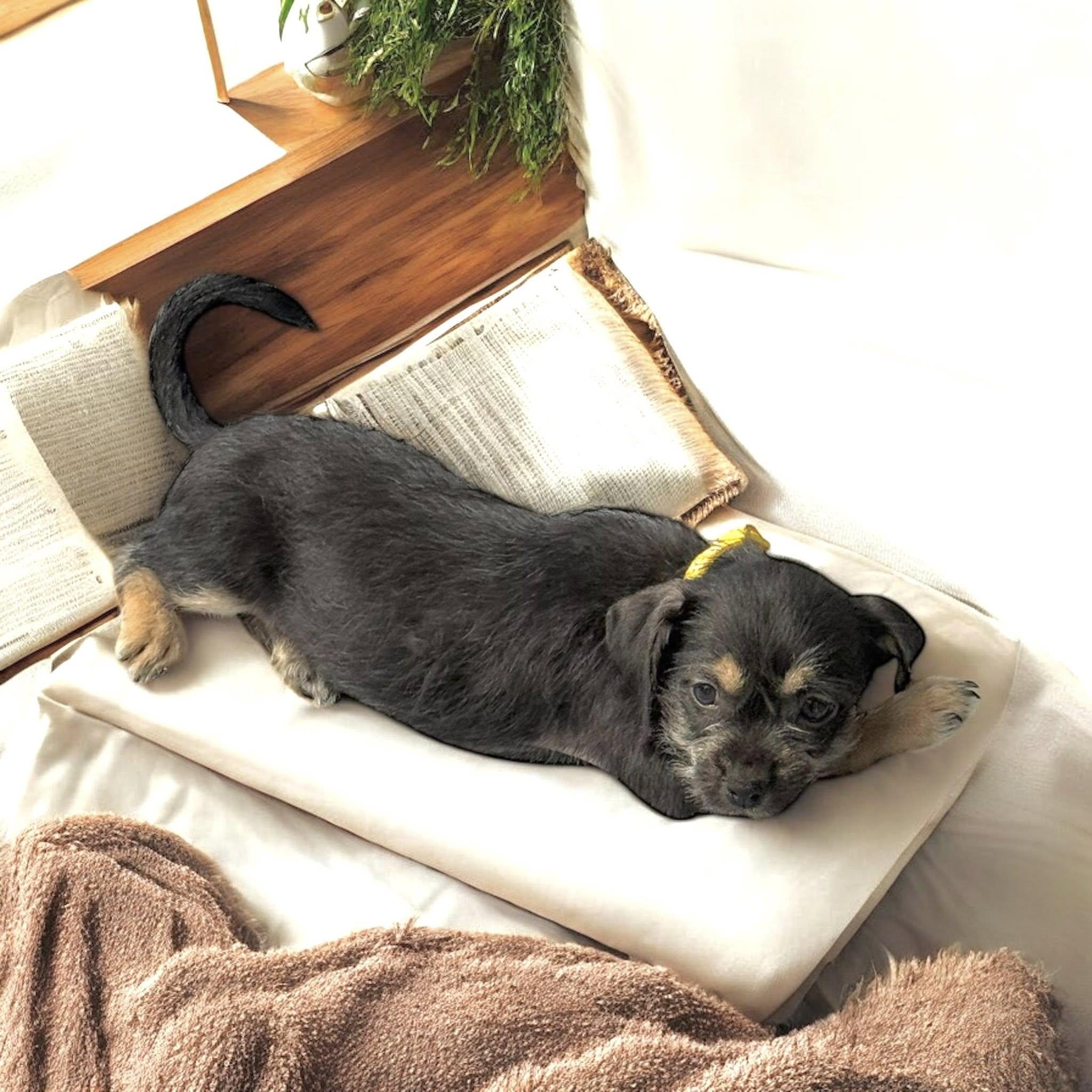 Dog for adoption - Jelly Bean, a Terrier in South Bend, IN | Petfinder