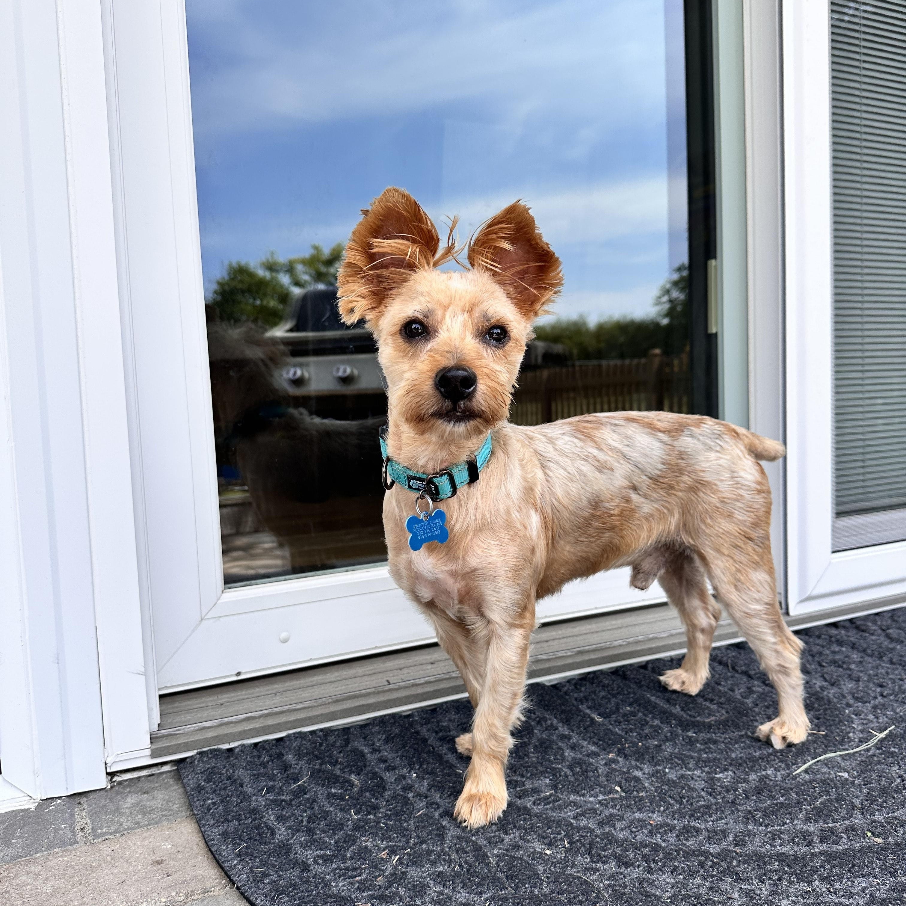 Dog for adoption - Teddy, a Yorkshire Terrier Mix in Naperville, IL ...