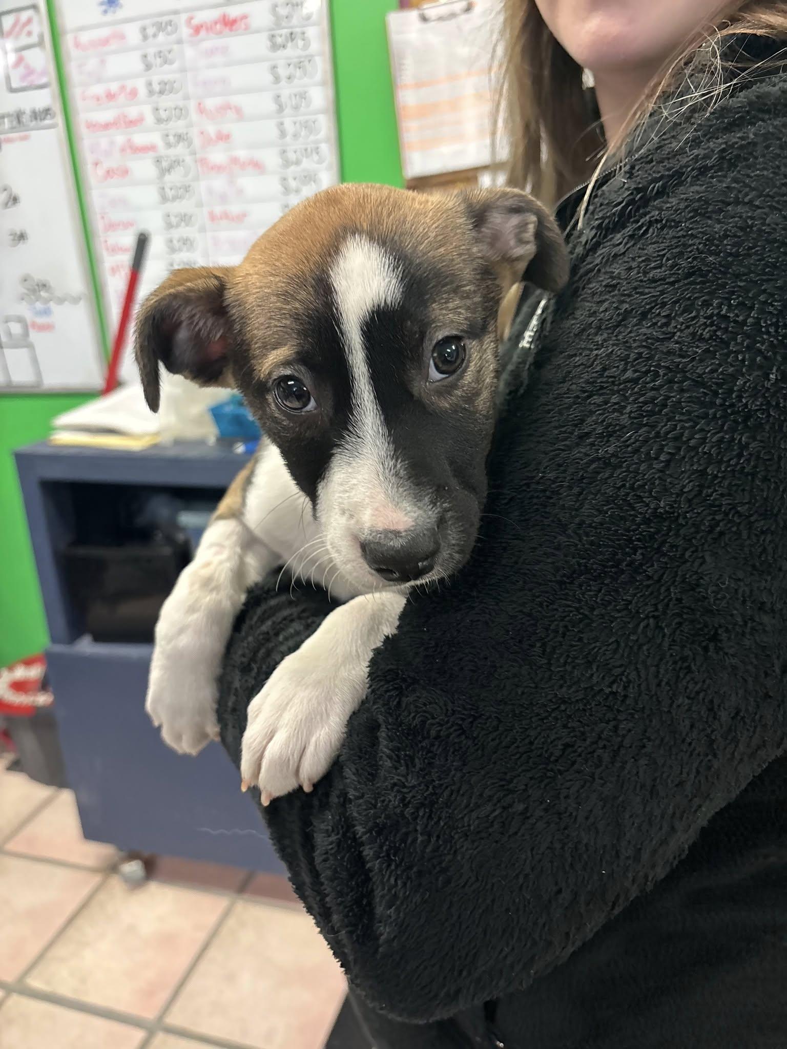 Dog for adoption - Lizzie, a Labrador Retriever Mix in Newburgh, IN | Petfinder
