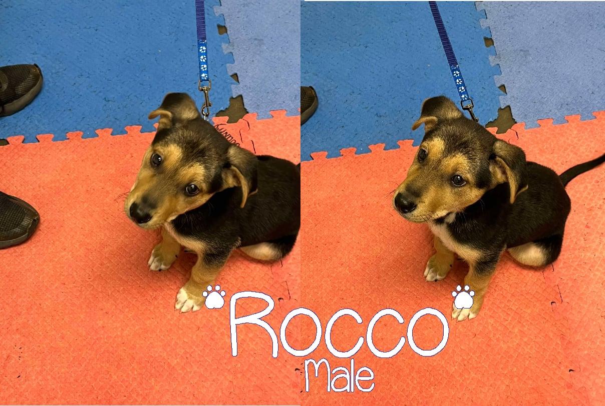 Dog for adoption - Rocco, a Mixed Breed in Douglas, MA | Petfinder