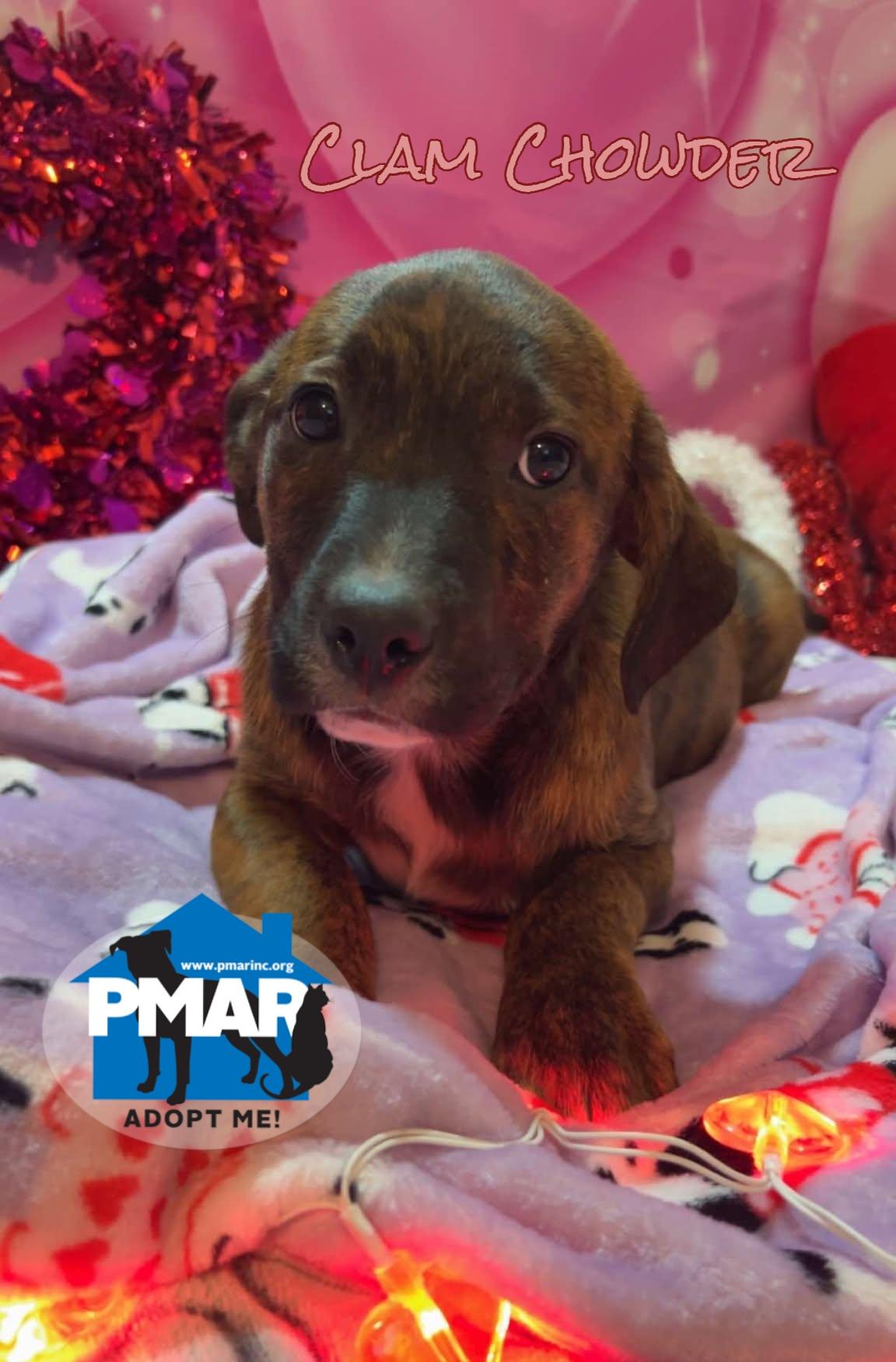 Dog for adoption - Clam Chowder, a Pit Bull Terrier Mix in Binghamton ...
