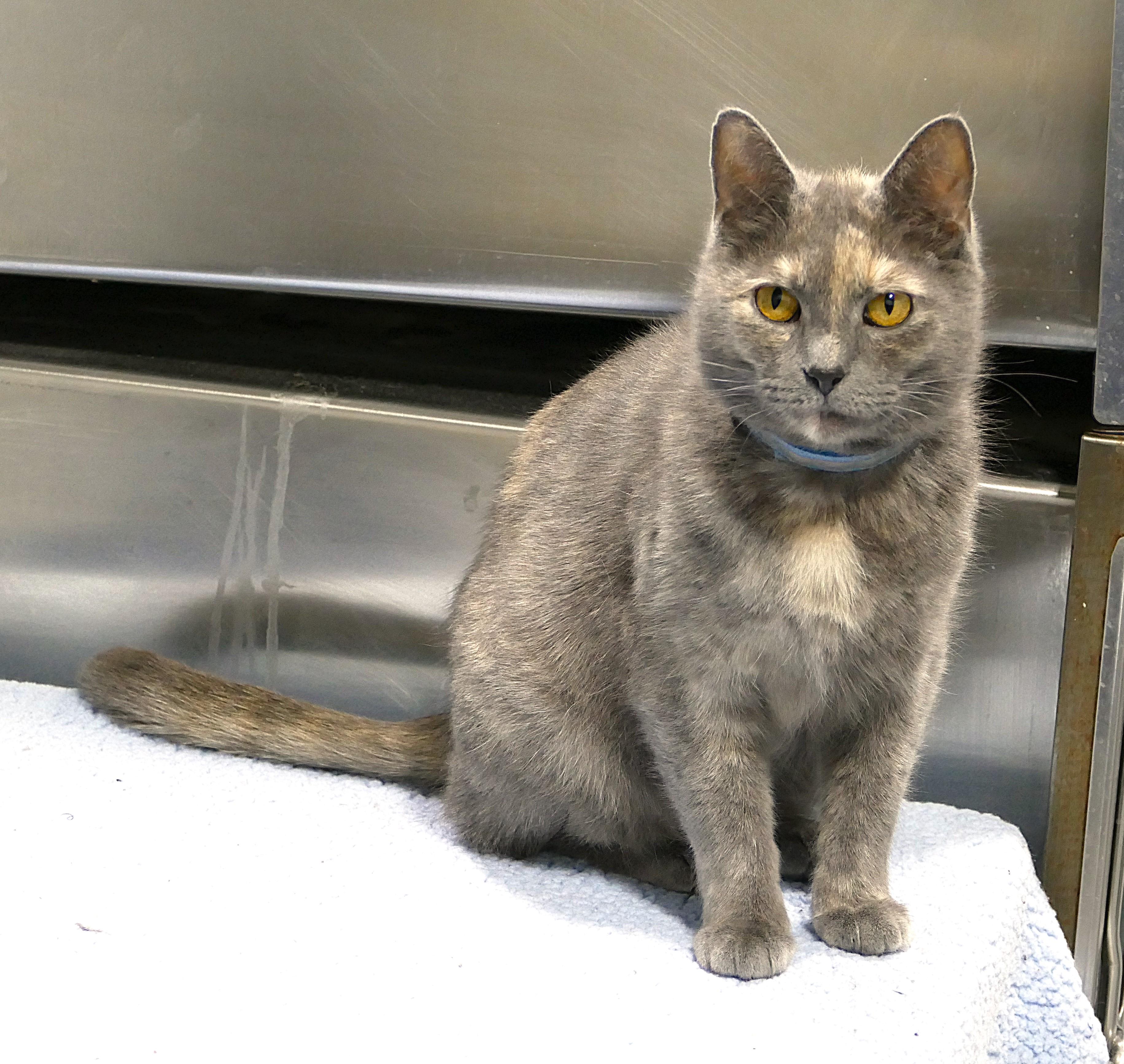 Cat for adoption - EMPRESS, a Dilute Tortoiseshell Mix in Beechbottom ...