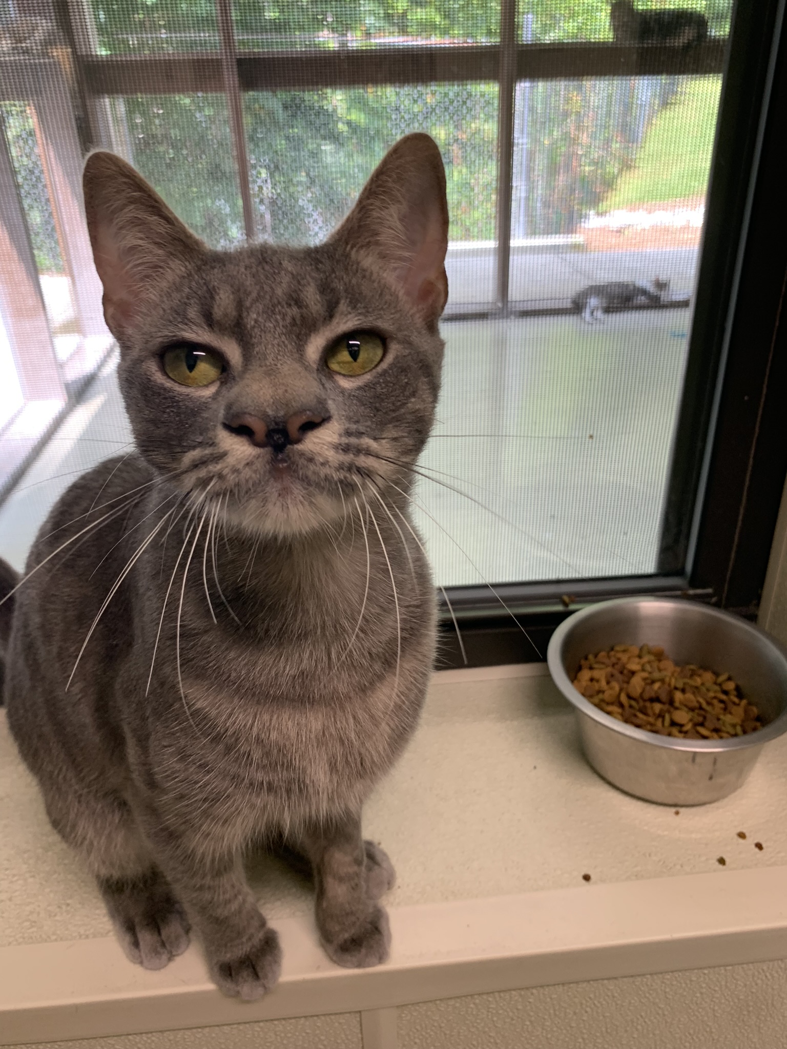 Cat for adoption - Lefty, a Domestic Short Hair in Cashiers, NC | Petfinder