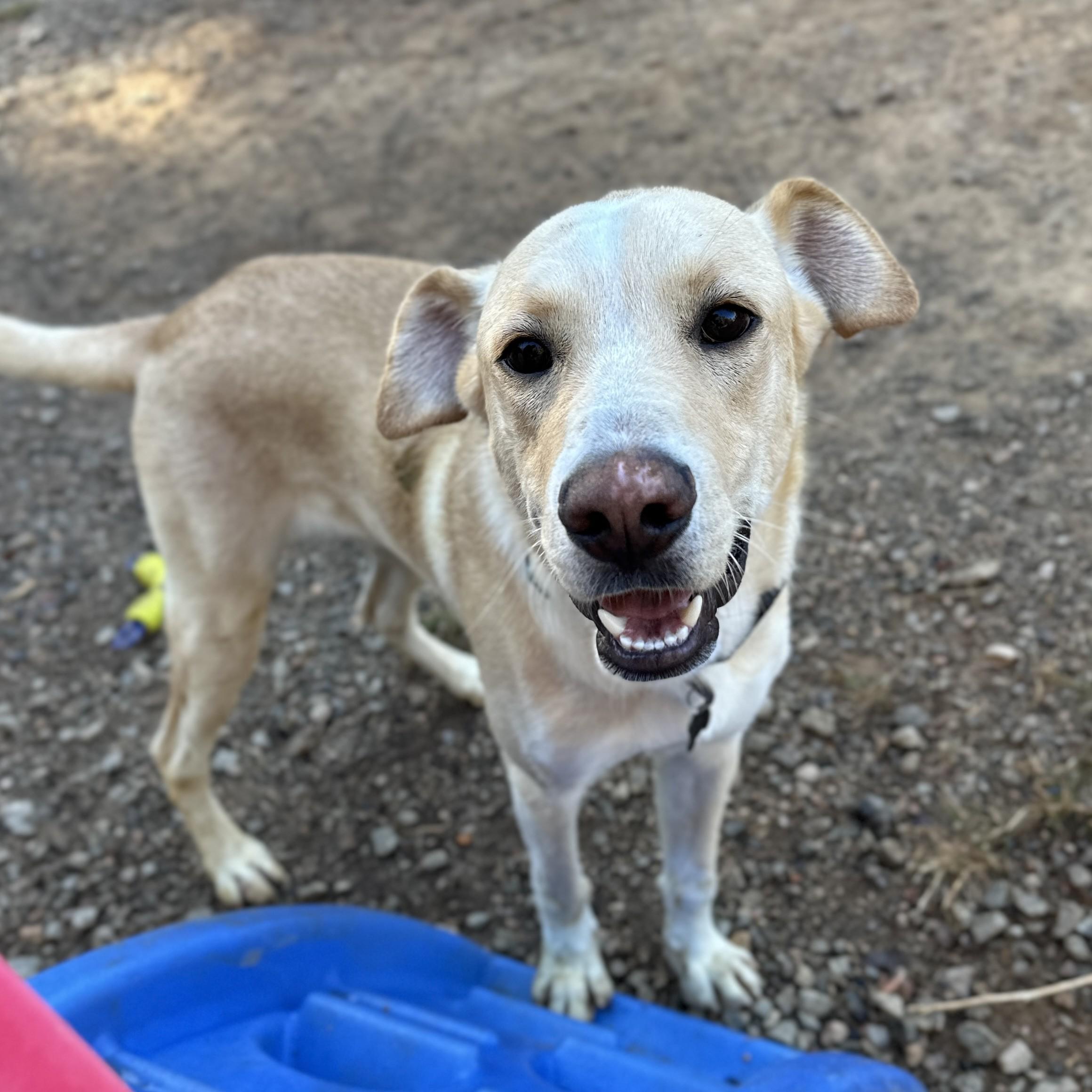 Dog for adoption - Keegan, a Labrador Retriever Mix in Milford, CT ...